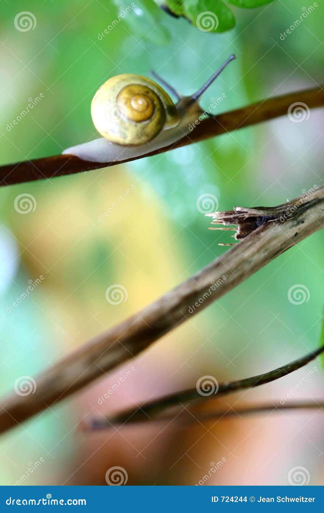 Slak stock foto. Image of skandinavisch, gras, hoofd, dier - 724244