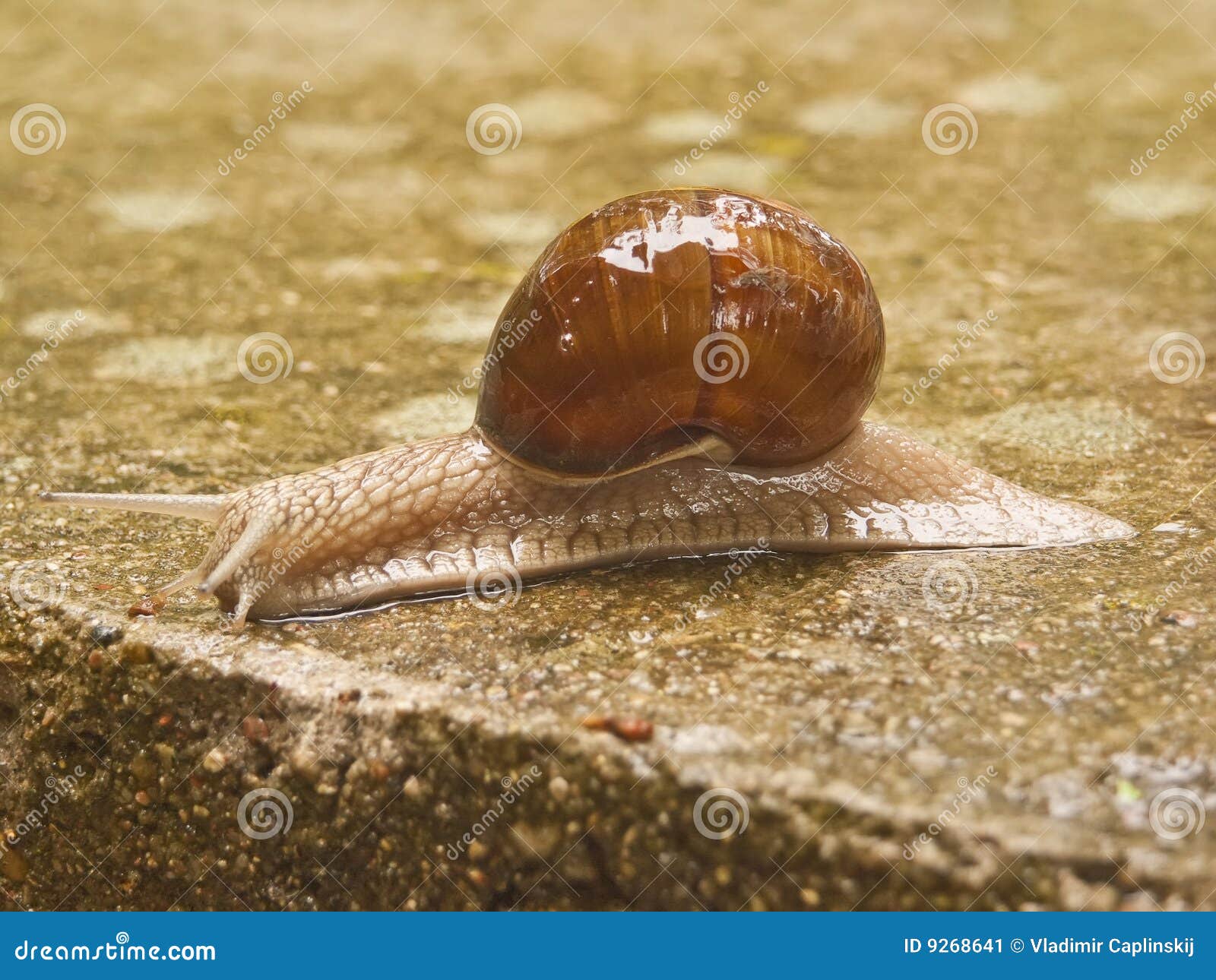 Slak stock afbeelding. Image of snelheid, slakken, naaktslak - 9268641