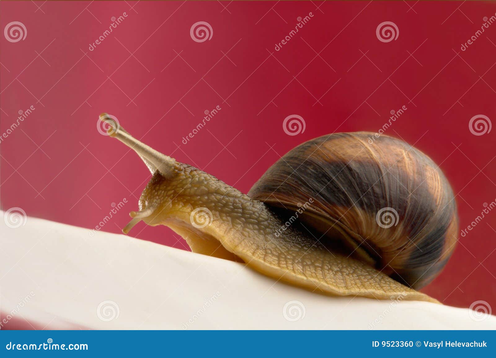 Slak stock foto. Image of voorwaarts, rood, vertraag, voortgezet - 9523360