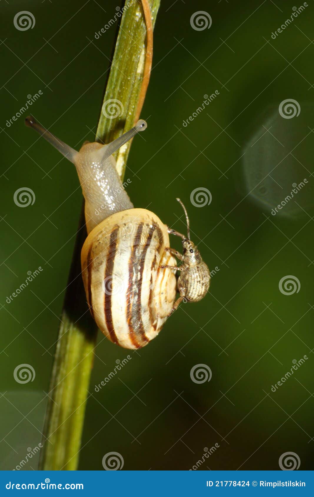 Slak Die Insect Een Lift Geeft Stock Foto - Image of hulp, achtergrond ...