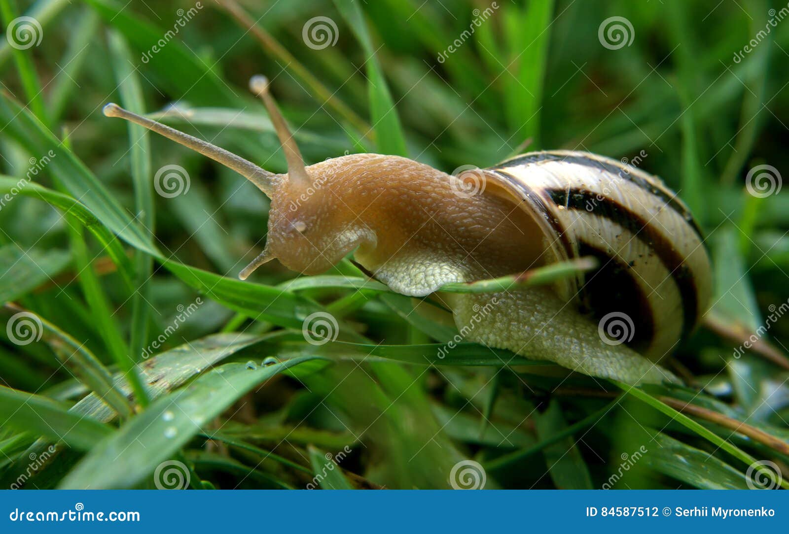 Slak Die Waterdaling Bekijkt Stock Foto - Image of dier, slak: 84587512