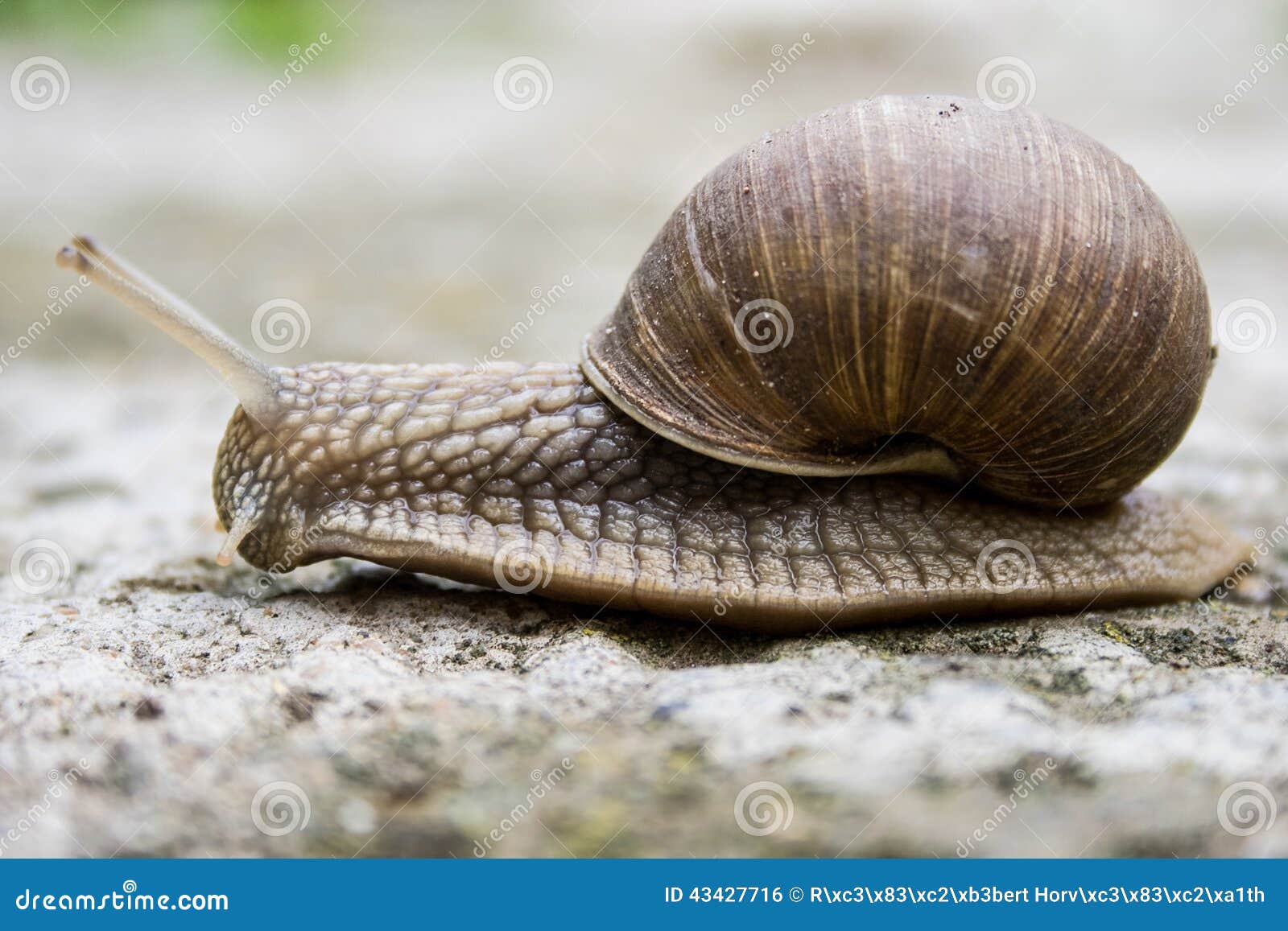 Slak Die Zich Ter Plaatse Bewegen Stock Foto - Image of tuin, macro ...