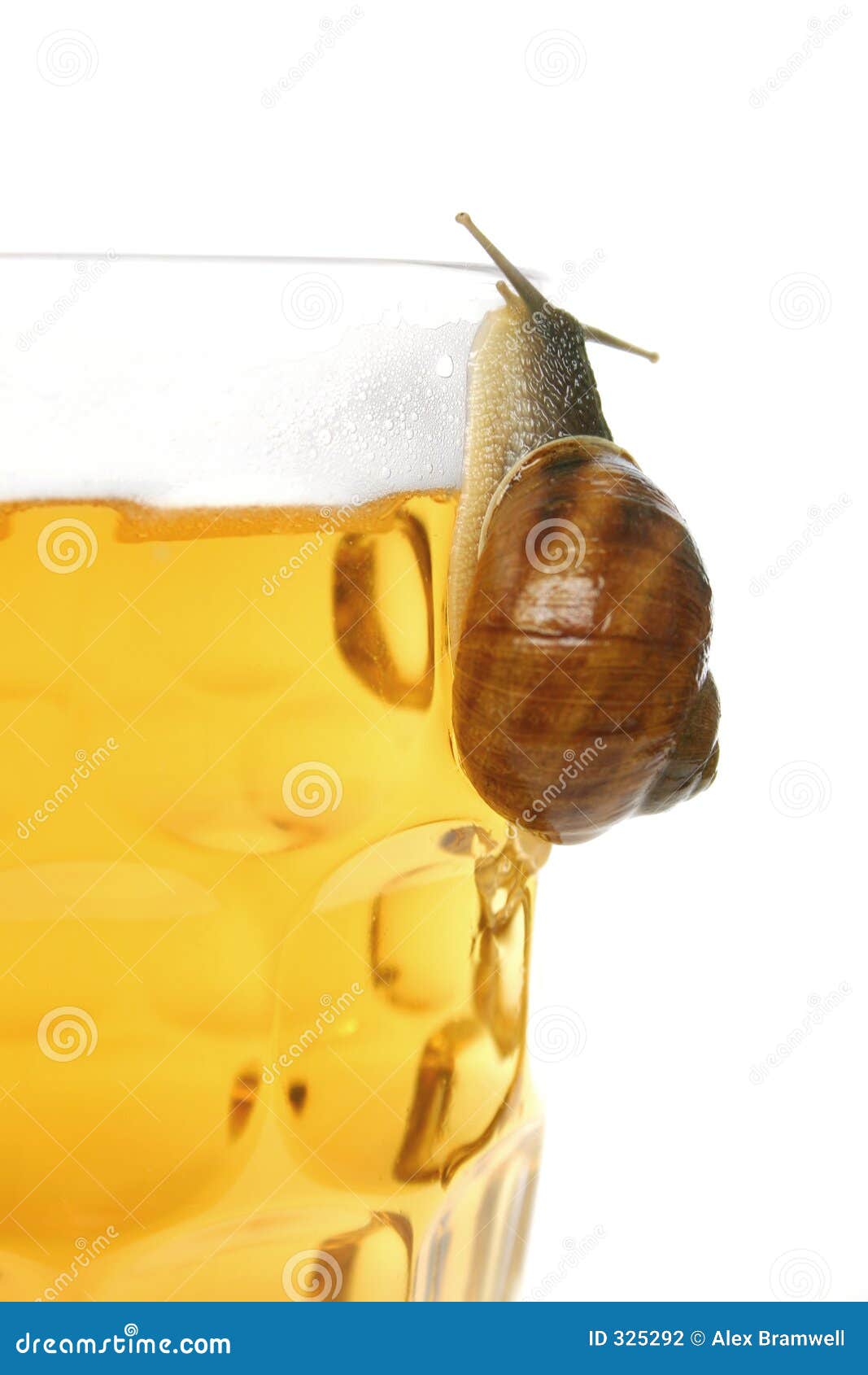 Slak en Bier stock foto. Image of waterkruik, bier, staaf - 325292