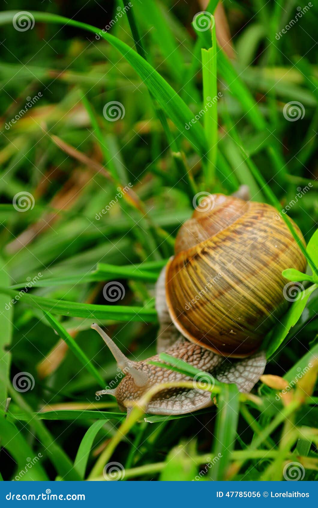 Slak in gras stock foto. Image of mooi, slak, roemenië - 47785056