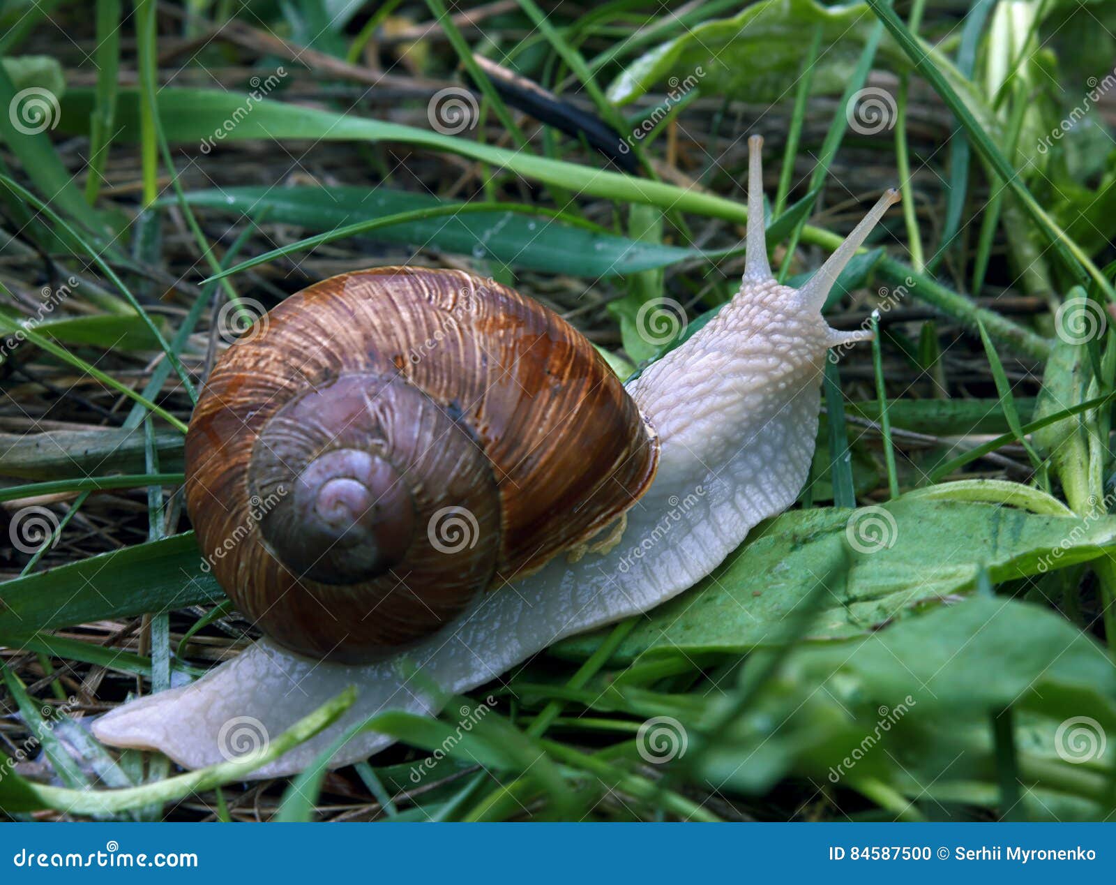 Slak in Groene Gras Na Regen Stock Foto - Image of slakken, naaktslak ...