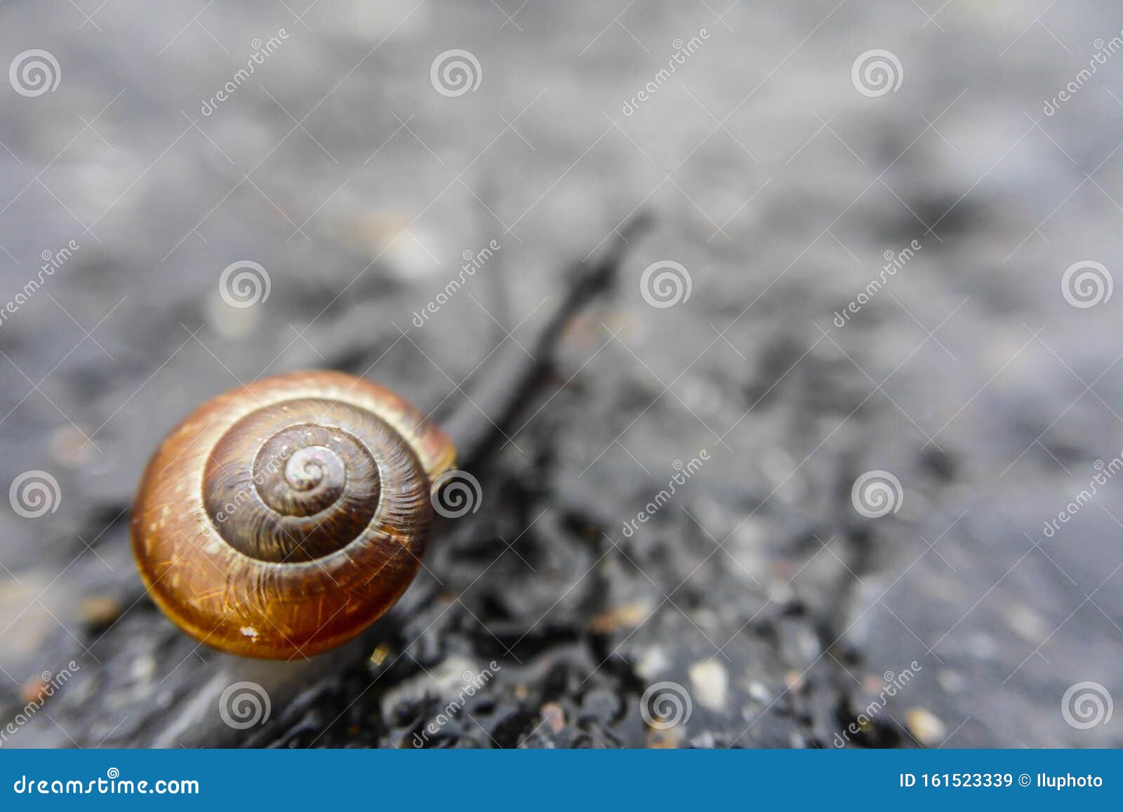 Slak Met Tentakels, Macronus Stock Afbeelding - Image of schelp, bruin ...