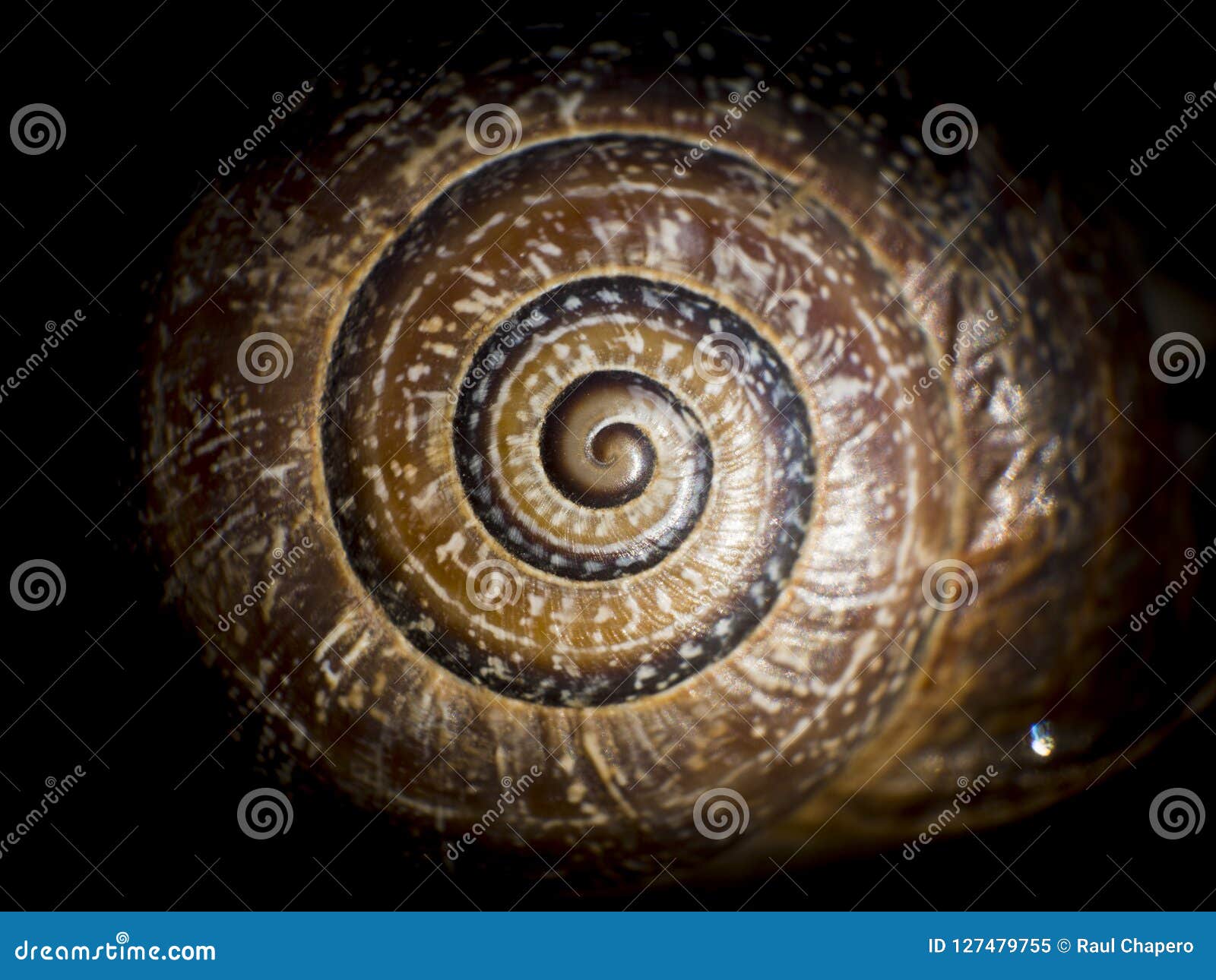 Slak Natuurlijke structuur stock afbeelding. Image of eenvoud - 127479755