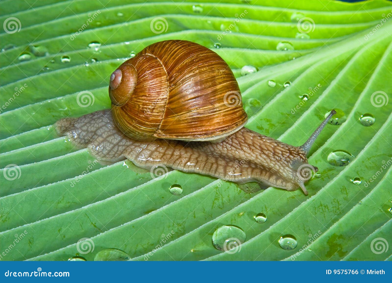 Slak op blad stock foto. Image of tuin, groot, langzaam - 9575766