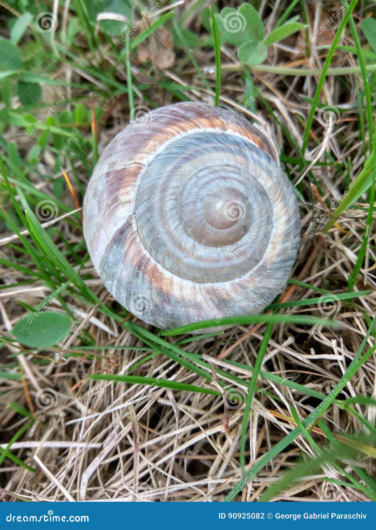 Slak Shell Op Een Groen Gebied Stock Foto - Image of gouden, voorbeeld ...