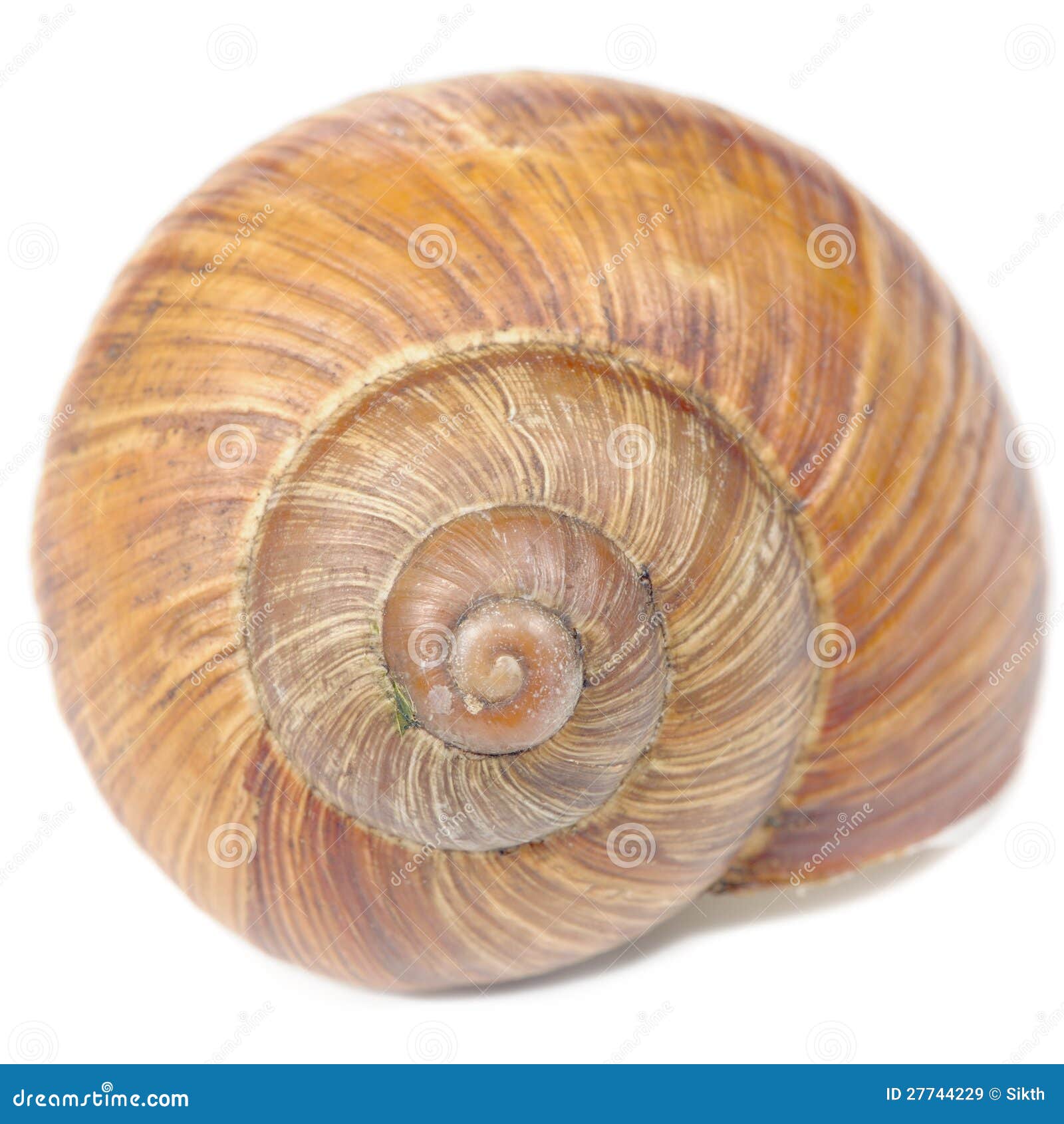 Slak Shell Op Witte Achtergrond Stock Afbeelding - Image of ...