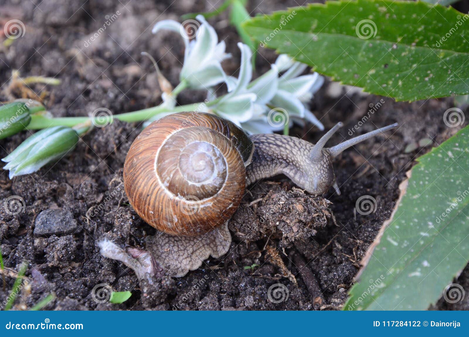Slak in tuin stock foto. Image of slak, sluit, buikpotige - 117284122
