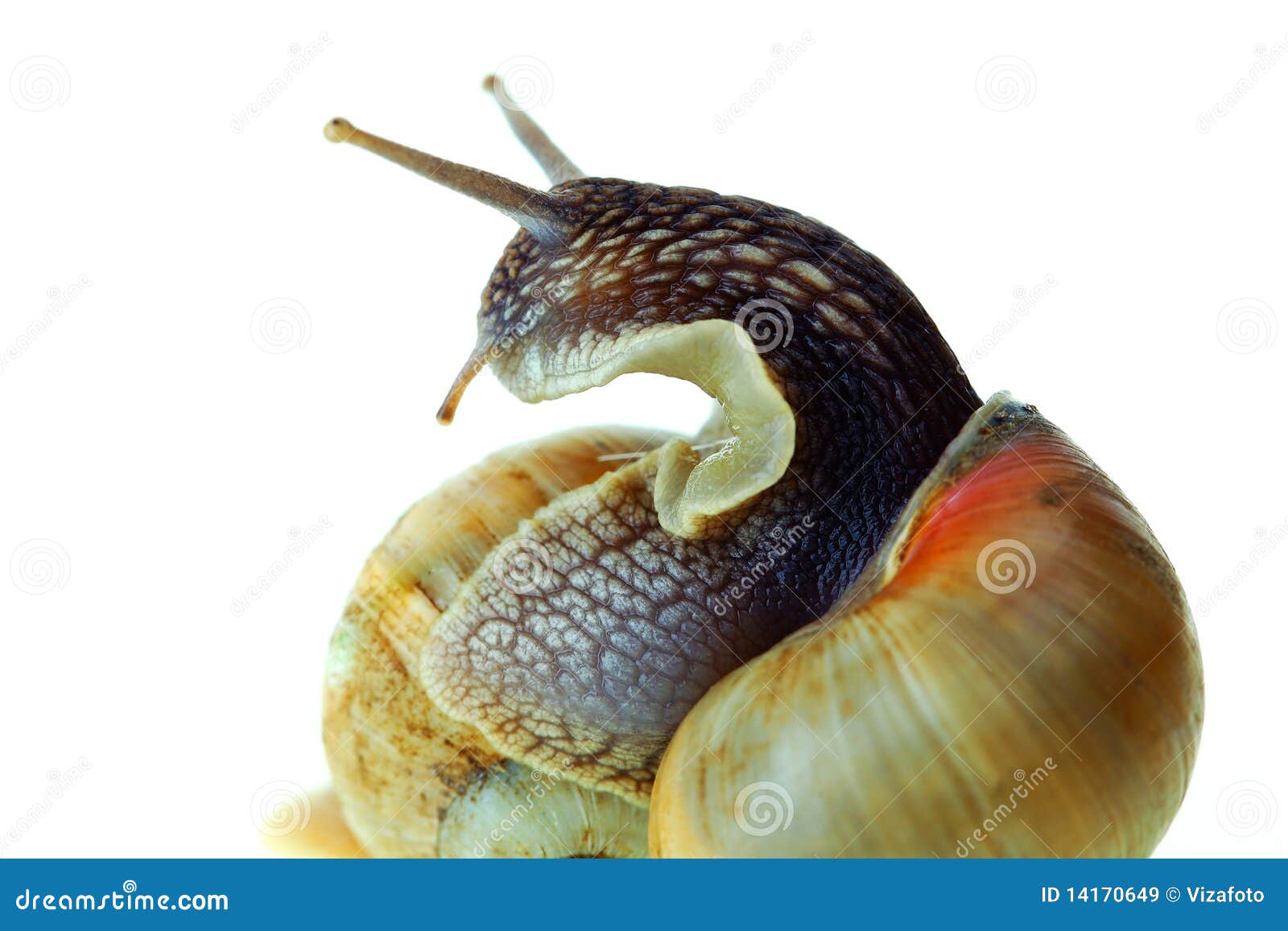 Slakken stock afbeelding. Image of tuin, gelukkig, macro - 14170649