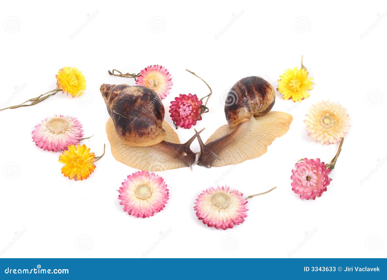 Slakken stock afbeelding. Image of beweging, paar, tuinieren - 3343633