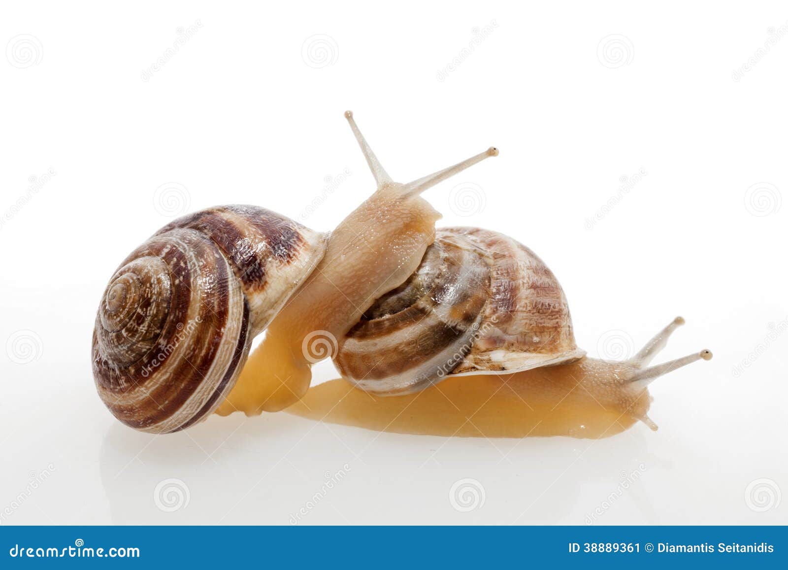 Slakken stock afbeelding. Image of langzaam, studio, schepsel - 38889361