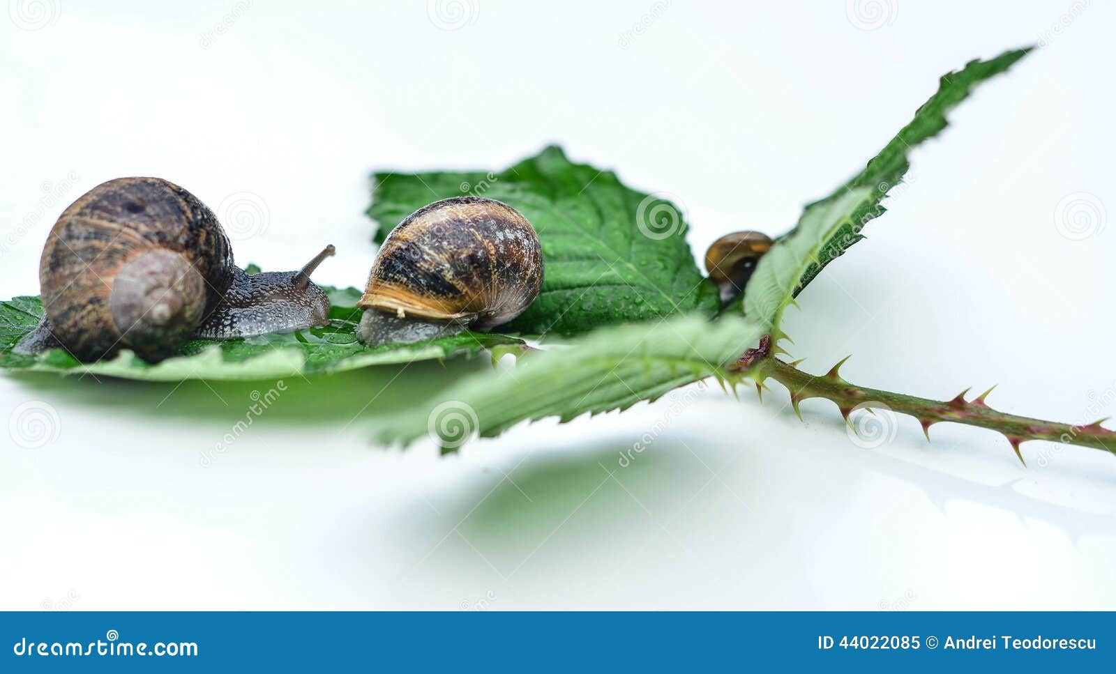 Slakken stock afbeelding. Image of nave, website, groen - 44022085