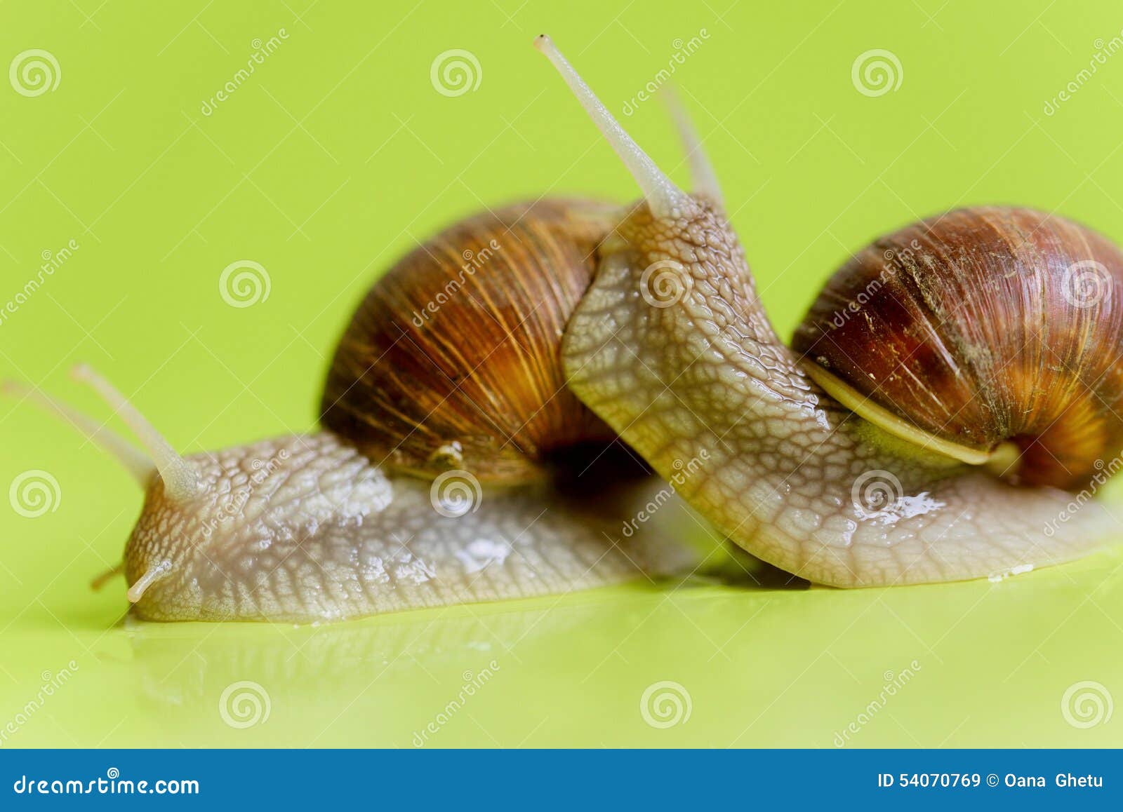 Slakken stock afbeelding. Image of helder, voordeel, ongedierte - 54070769