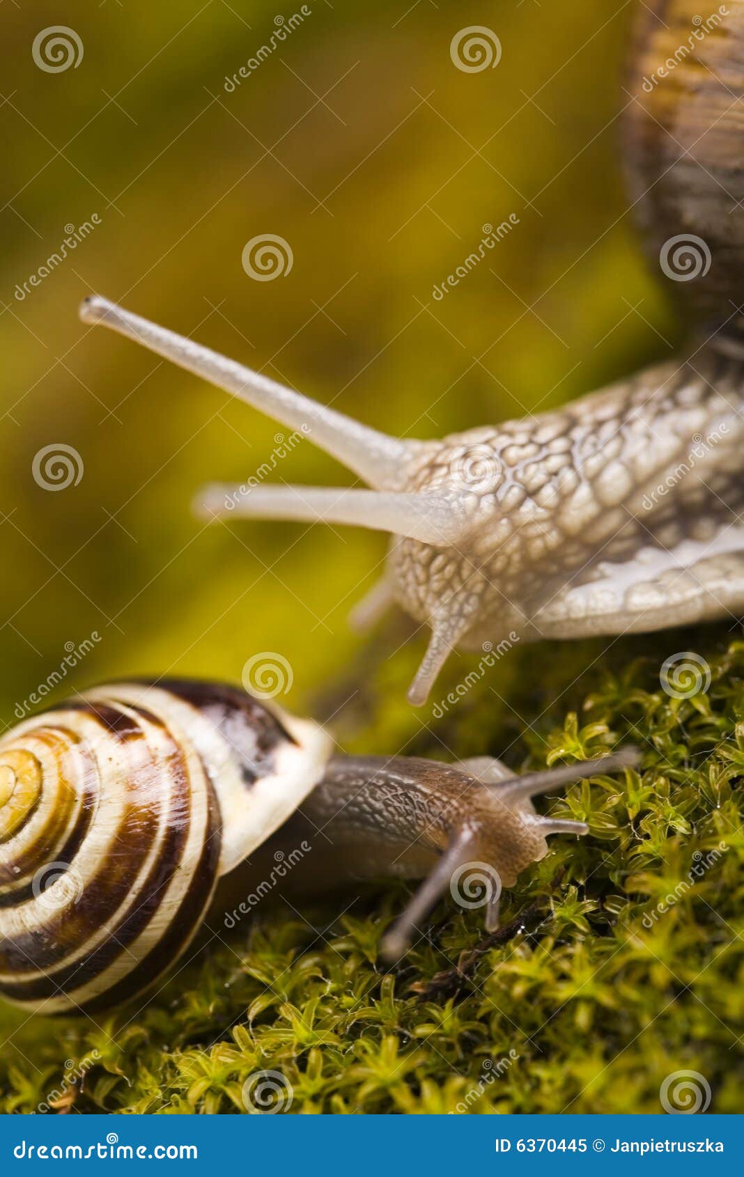 Slakken stock afbeelding. Image of slijm, schalen, slak - 6370445