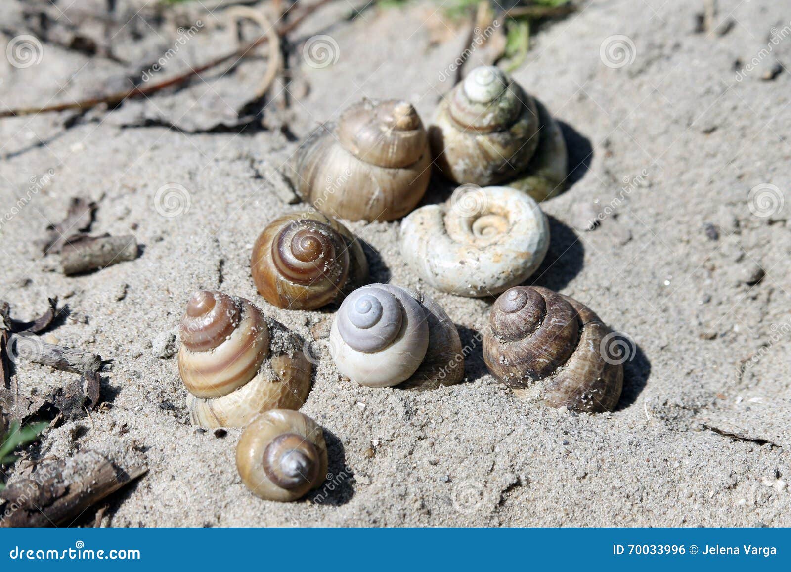 Slakken stock foto. Image of groep, bruin, samenvatting - 70033996