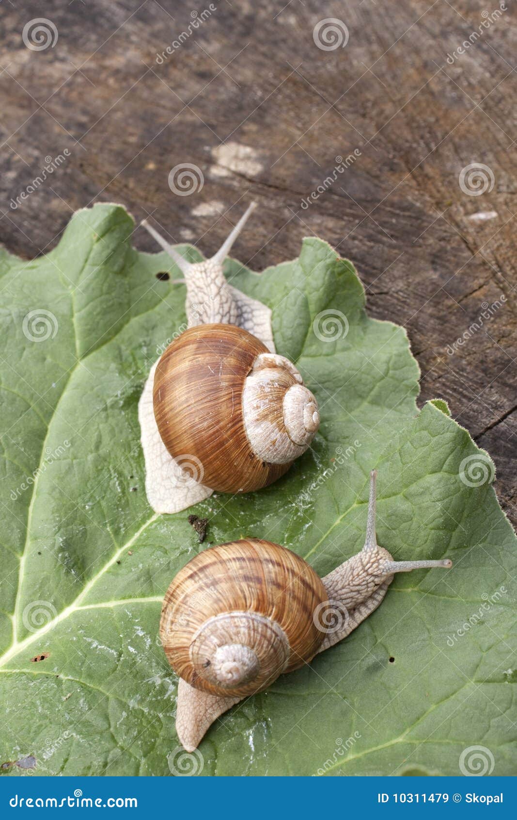 Slakken bij een gang stock afbeelding. Image of blad - 10311479