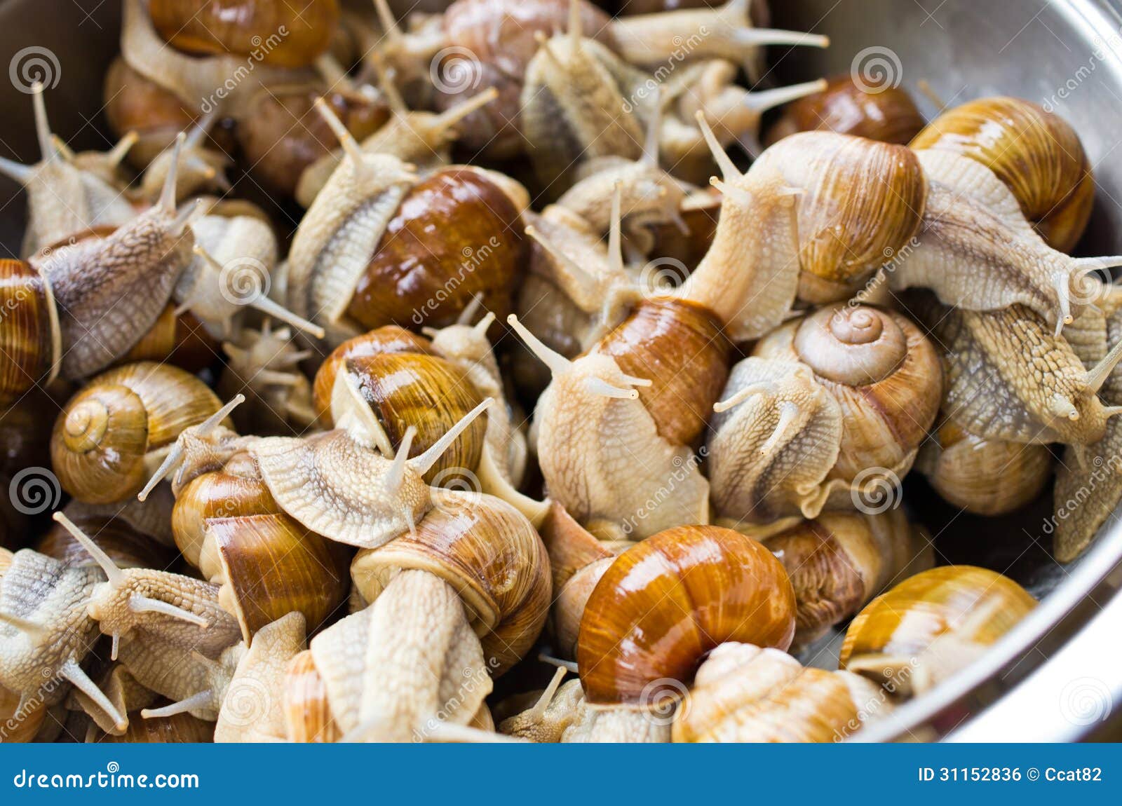 Slakken in De Kom Tijdens Voorbereiding Stock Foto - Image of frankrijk ...