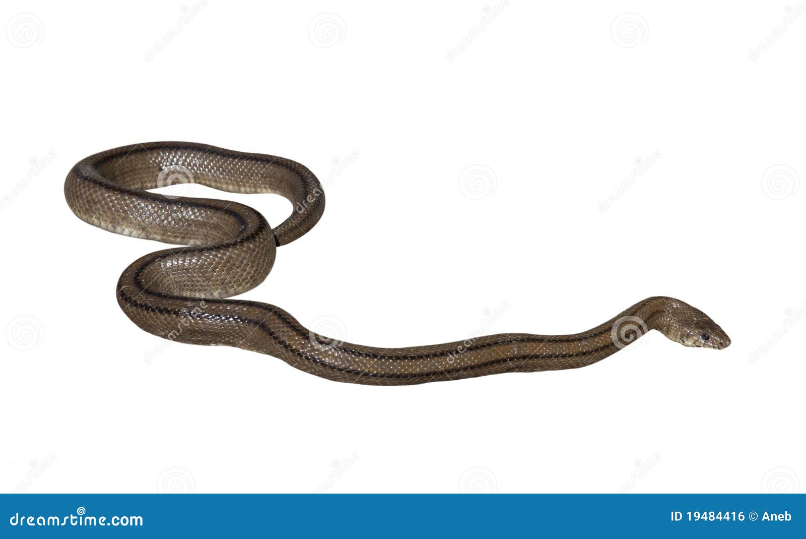 Slang stock foto. Image of wild, dier, gevaar, roofdier - 19484416