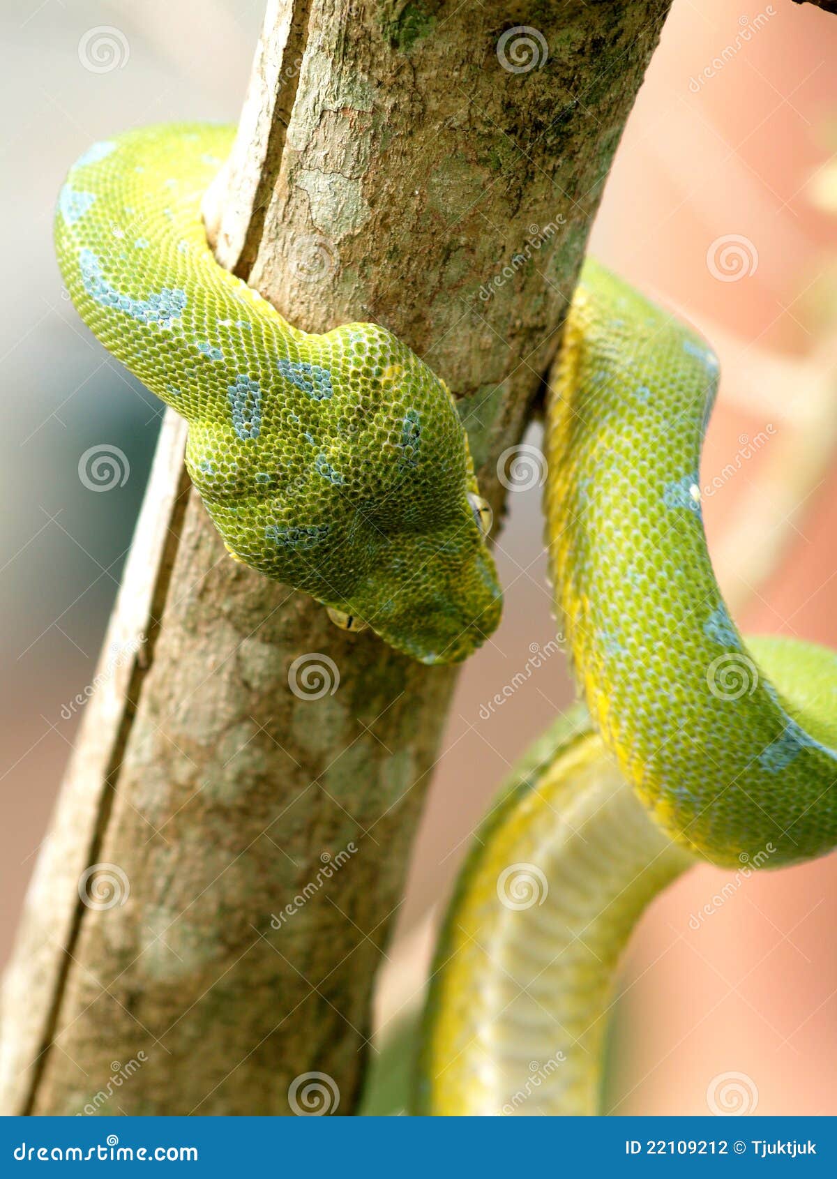 Slang stock foto. Image of groen, doods, mooi, giftig - 22109212