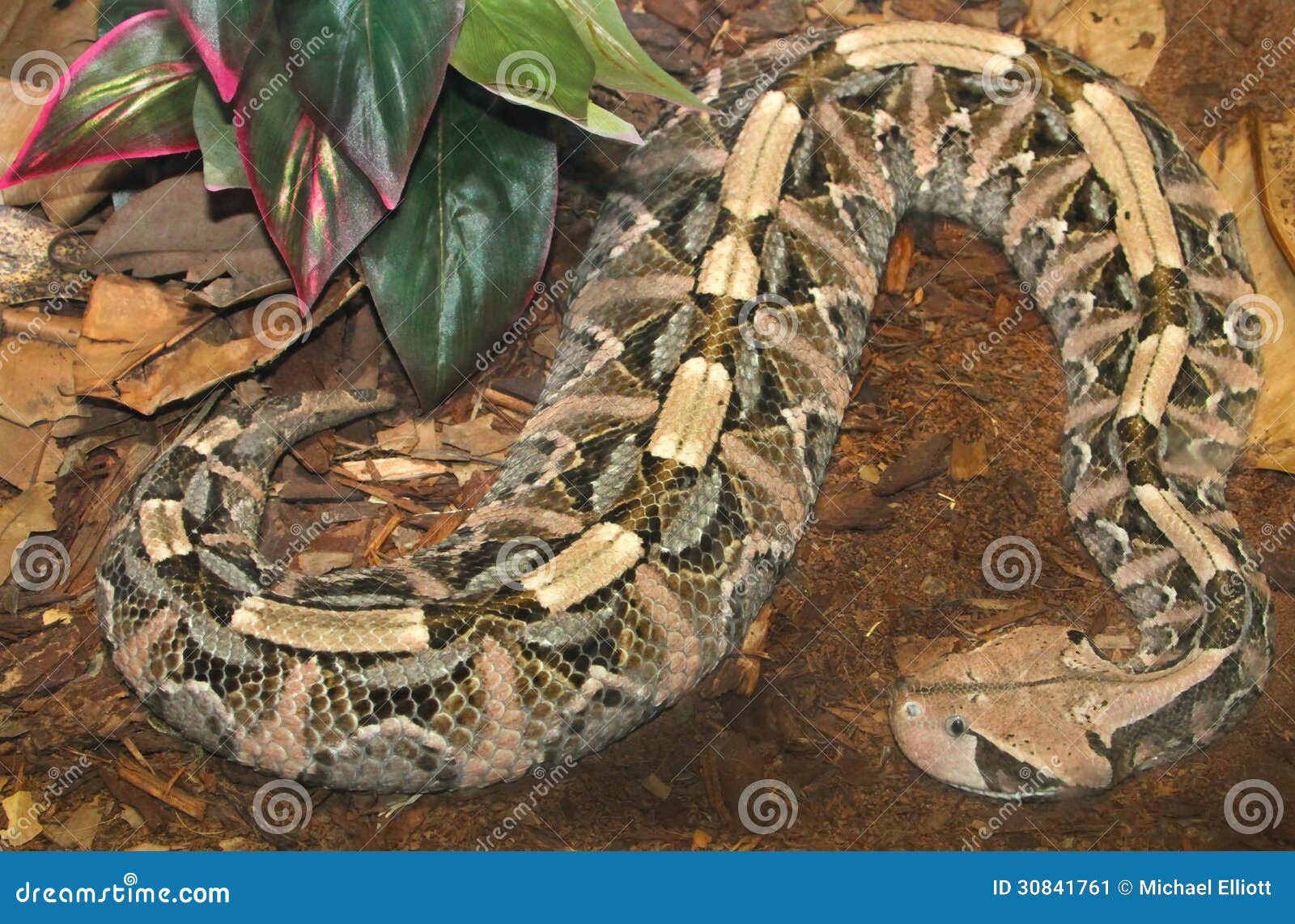 Slang stock afbeelding. Image of vloer, reptiel, sluimer - 30841761