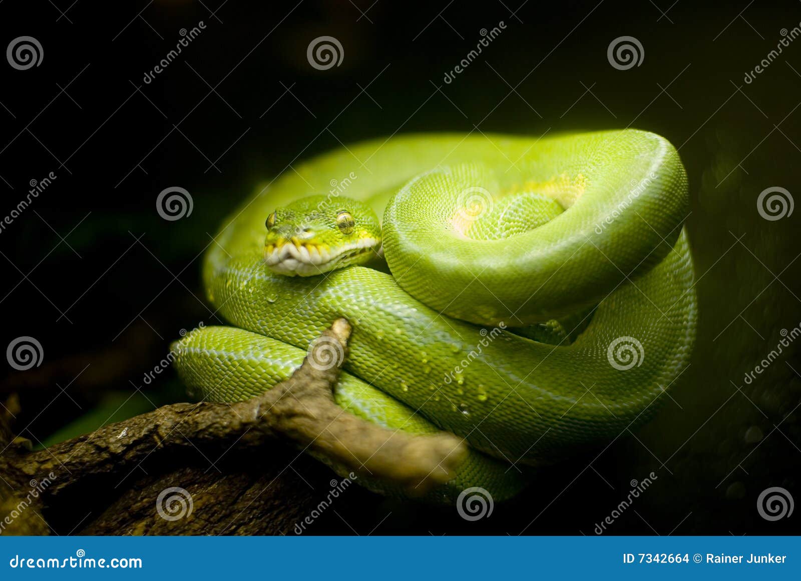 Slang stock foto. Image of geïsoleerd, groen, hoofd, wild - 7342664