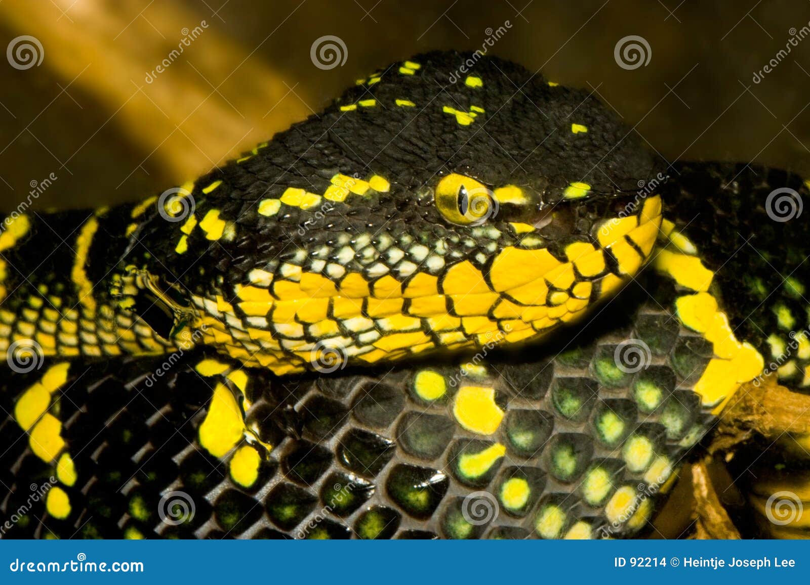 Slang stock foto. Image of dier, slang, voorzichtigheid - 92214
