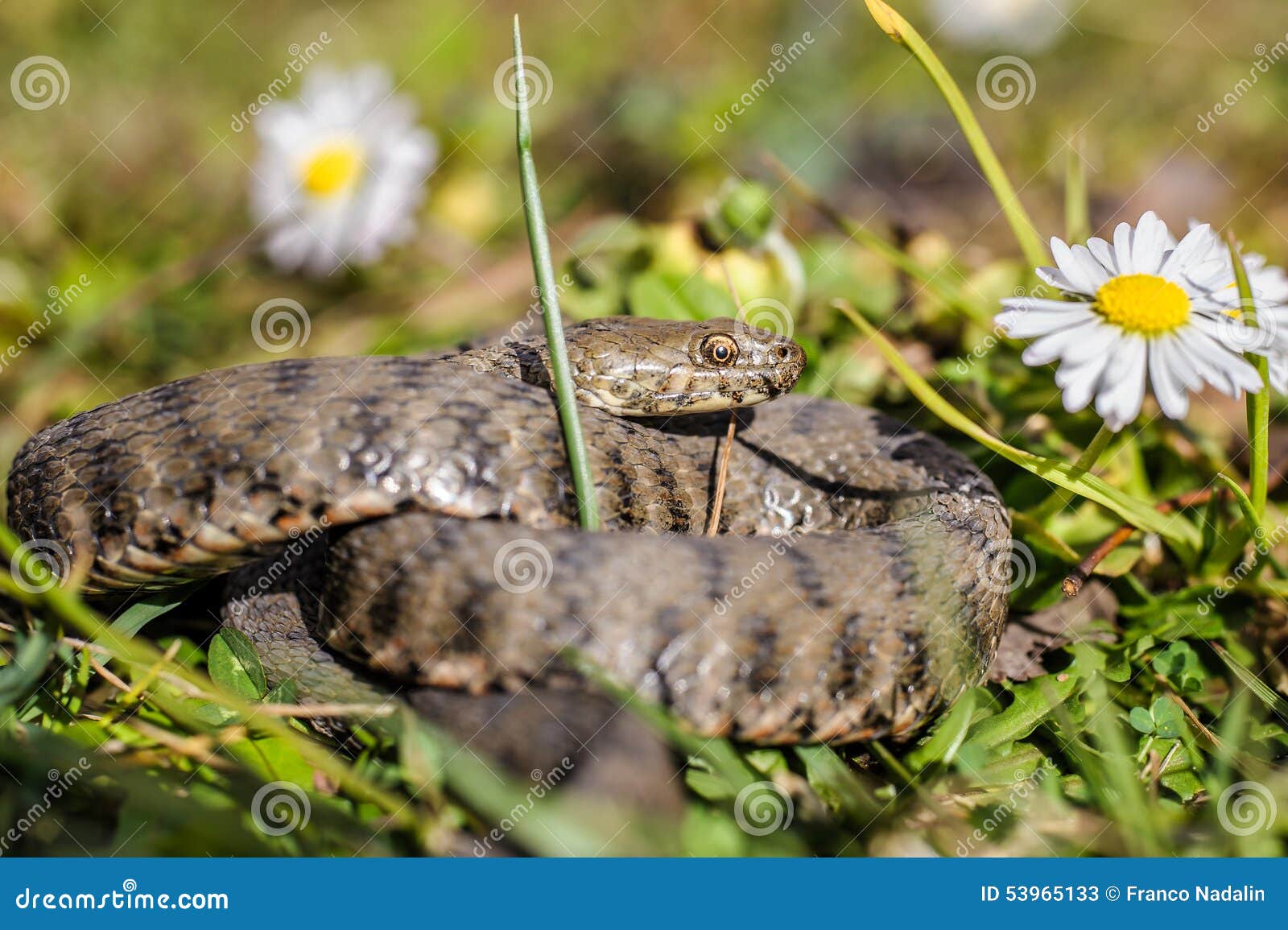 Slang, adder stock afbeelding. Image of hoektanden, koude - 53965133