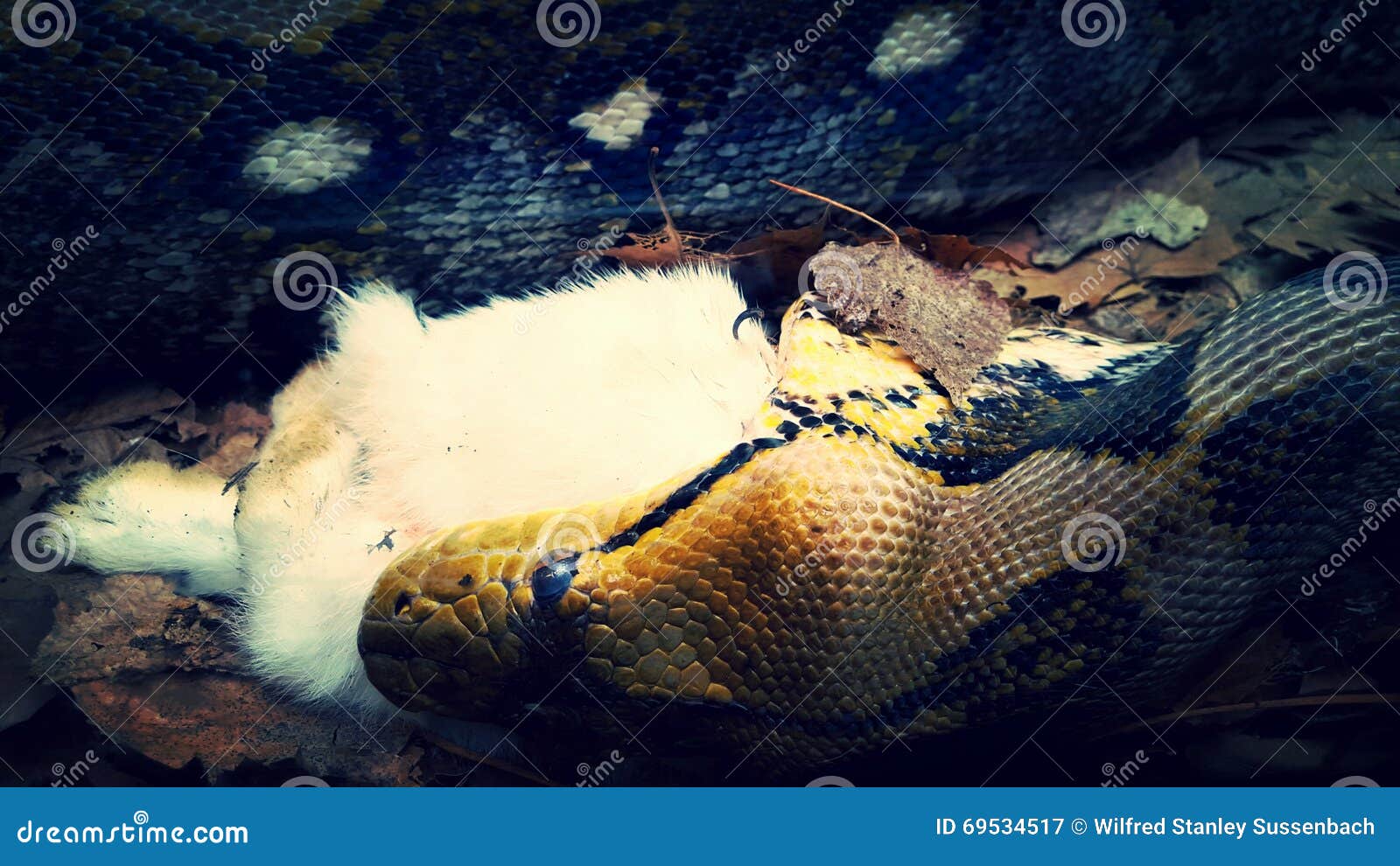 Slang die een dier eten stock afbeelding. Image of zoogdier - 69534517