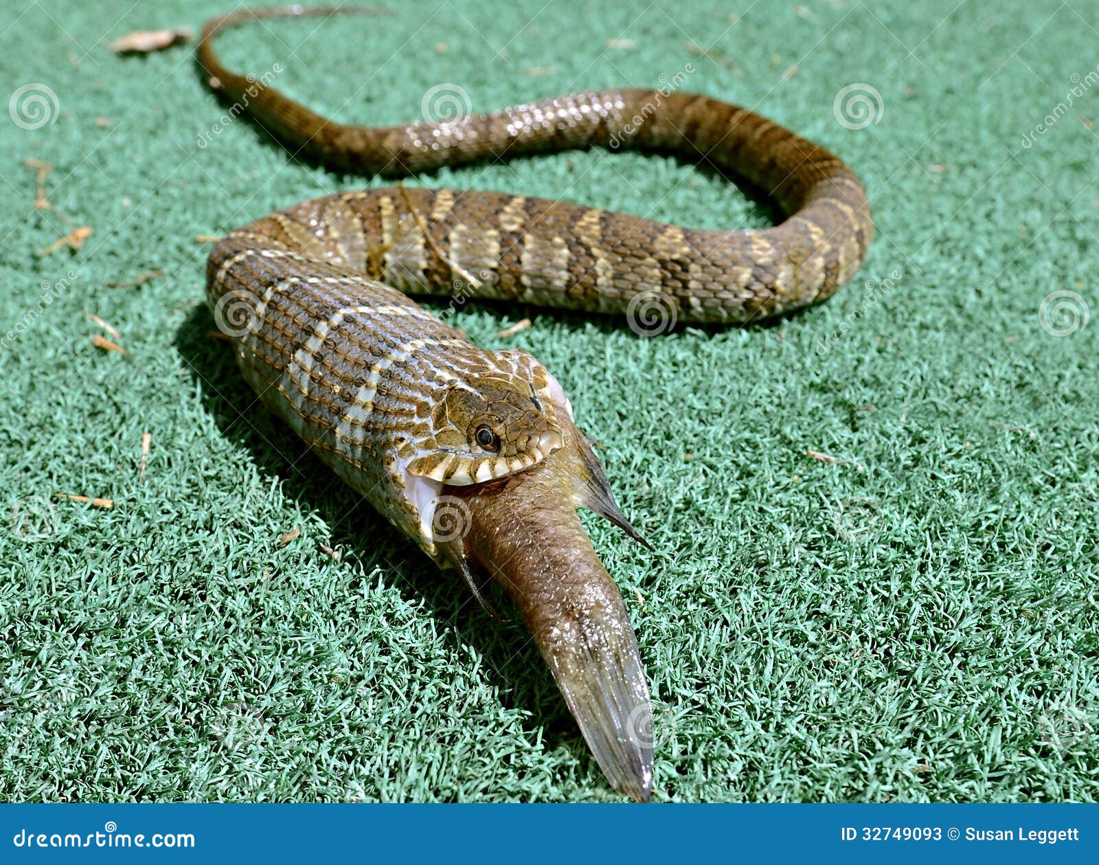 Slang die een Vis eten stock afbeelding. Image of vangst - 32749093