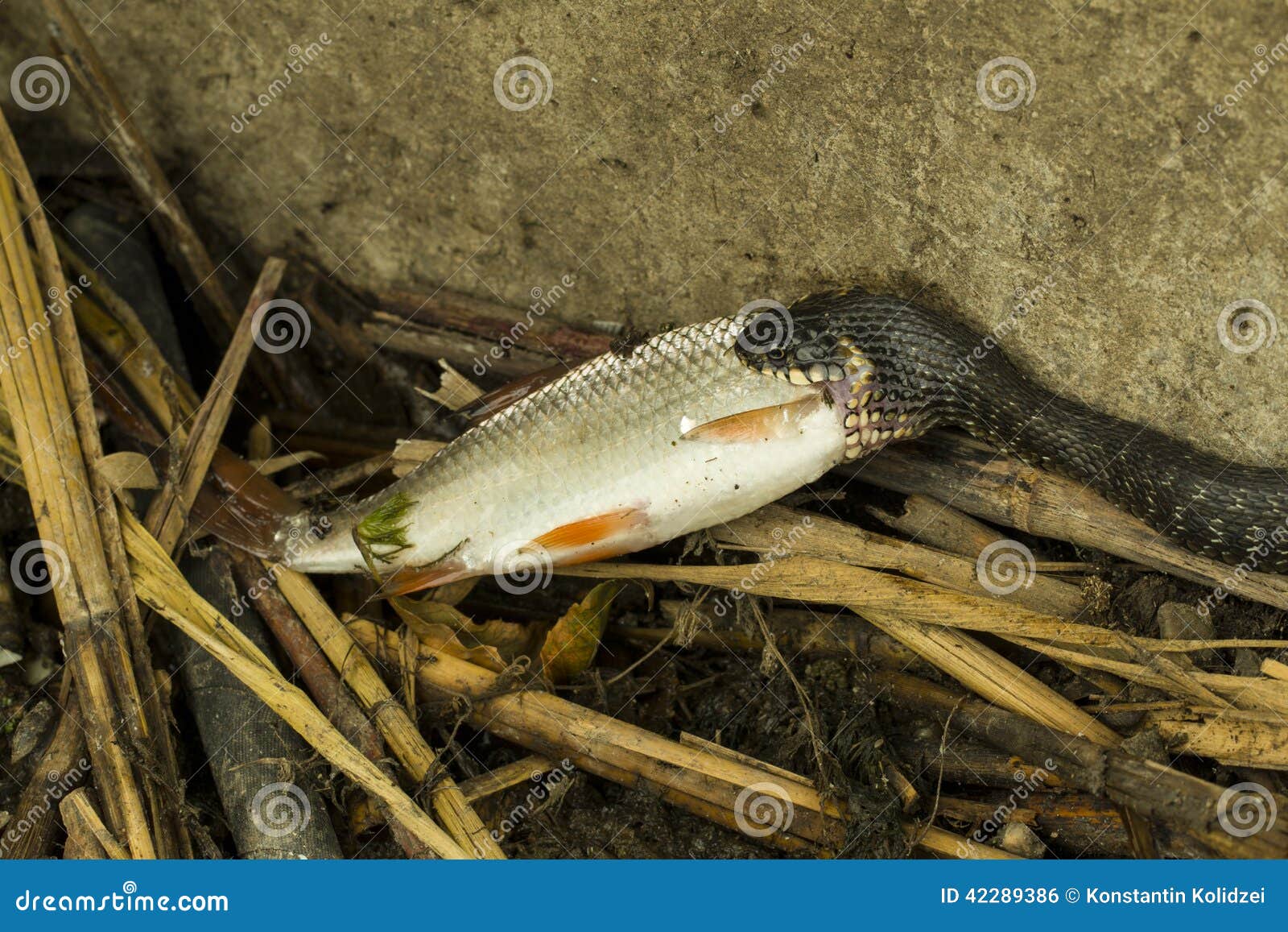 Slang die Vissen eten stock foto. Image of voedsel, buiten - 42289386