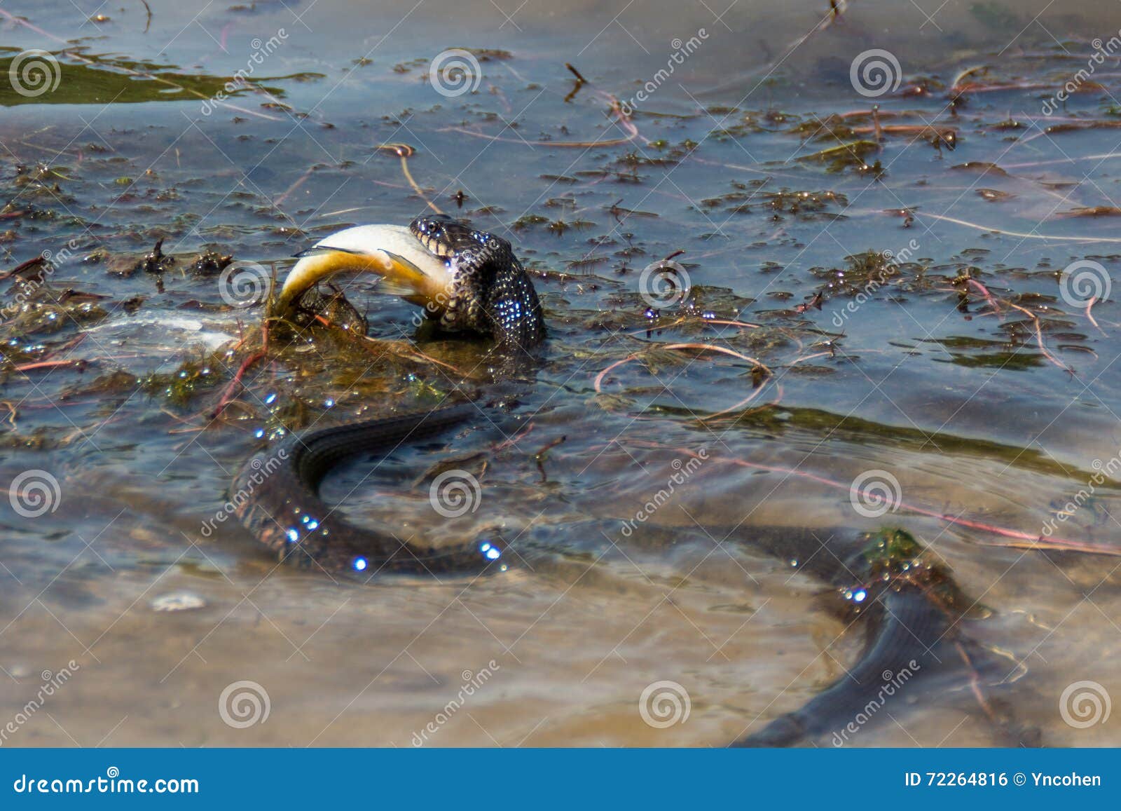 Slang Die Vissen in Rivier Eten Stock Foto - Image of roofdier, jacht ...