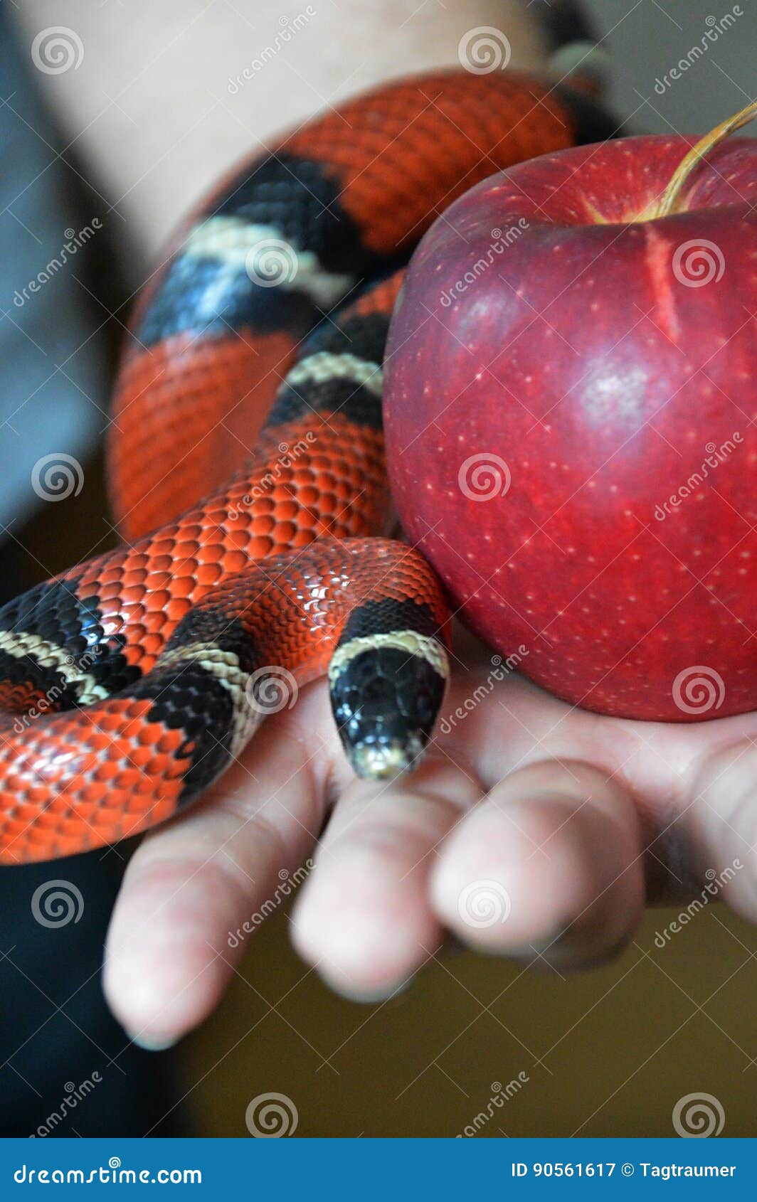 Slang en verboden fruit stock afbeelding. Image of leugenaar - 90561617