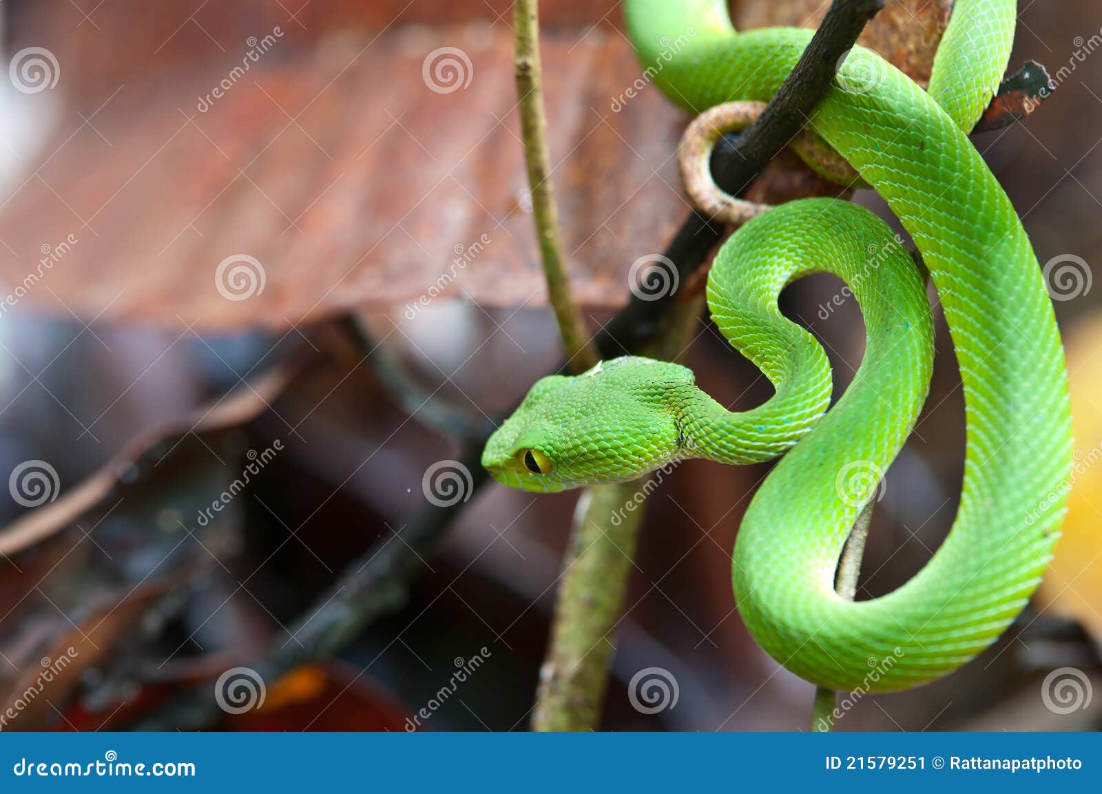 Slang (groene kuiladder) stock afbeelding. Image of costa - 21579251