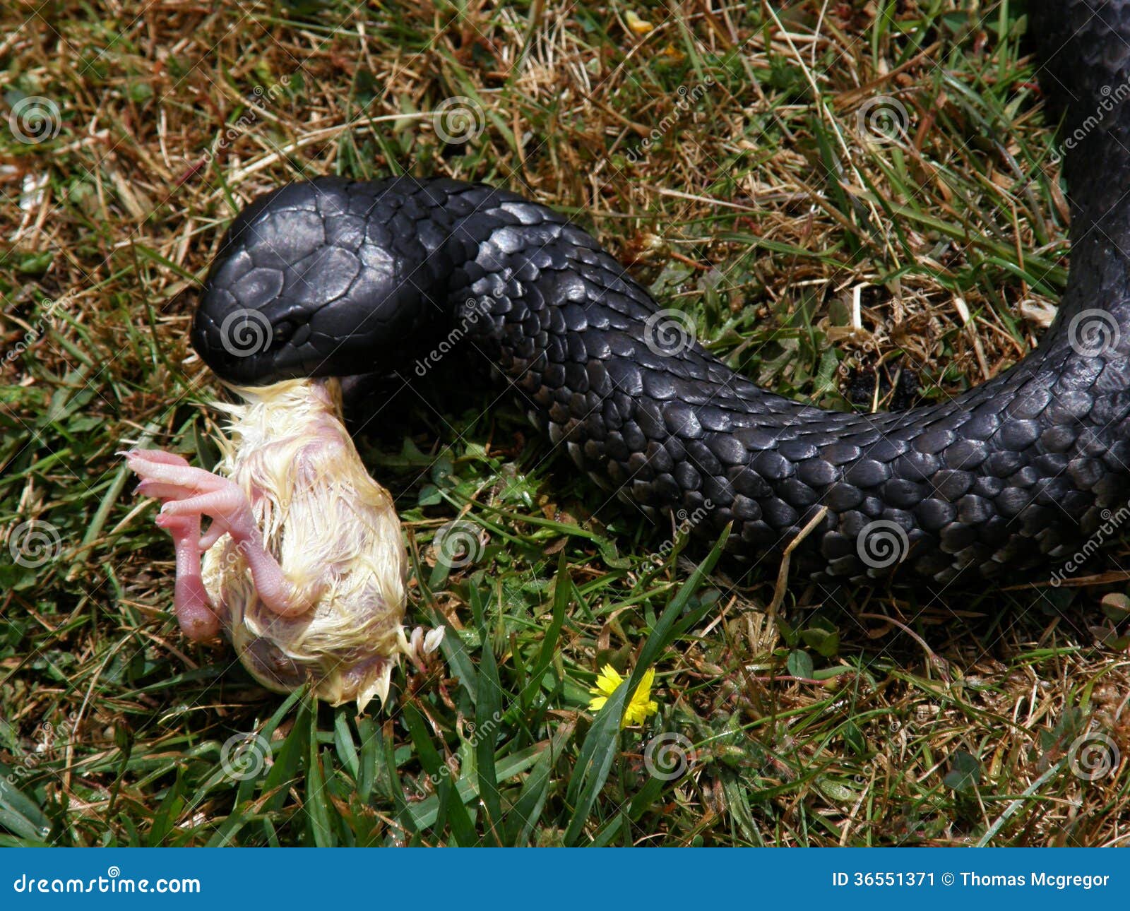 Slang het Eten stock afbeelding. Image of wild, zwart - 36551371