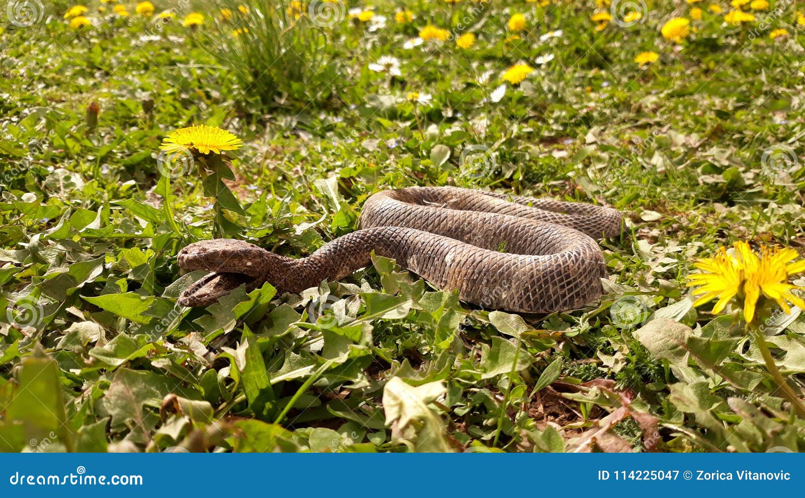 Slang in het Gras stock afbeelding. Image of speelgoed - 114225047