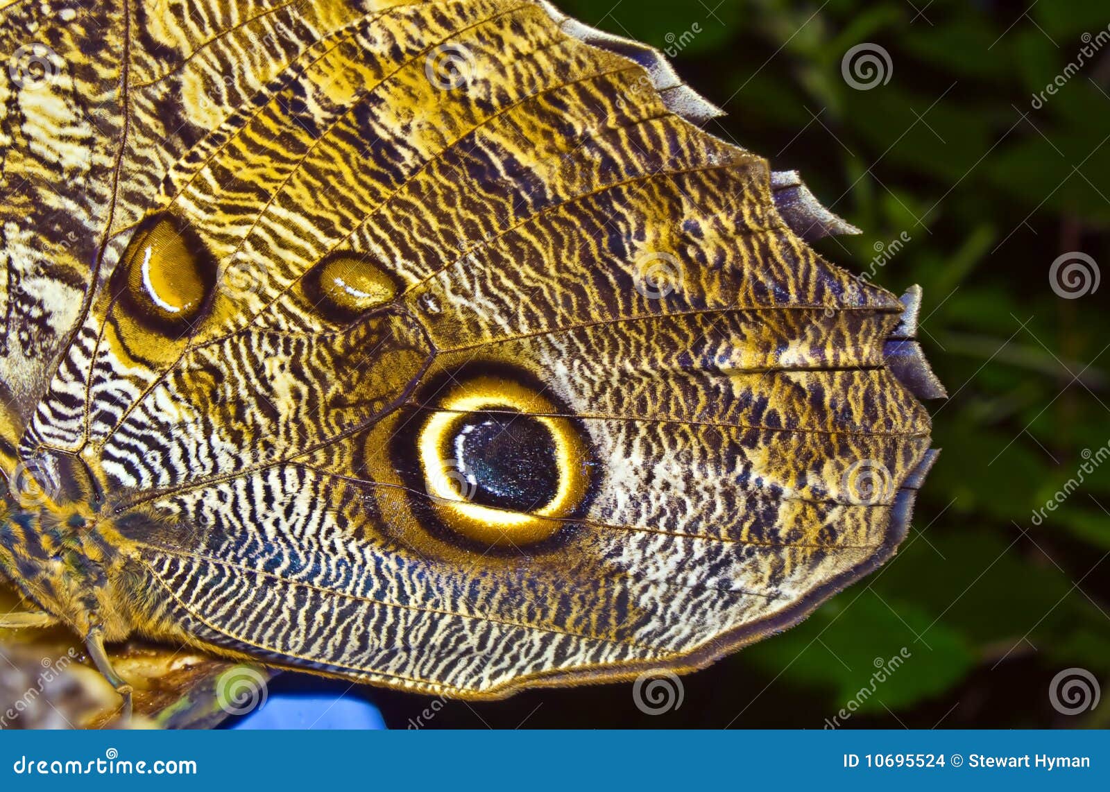 Slang HoofdButterlfy - (de Vlinder Van De Uil) Stock Foto - Image of ...