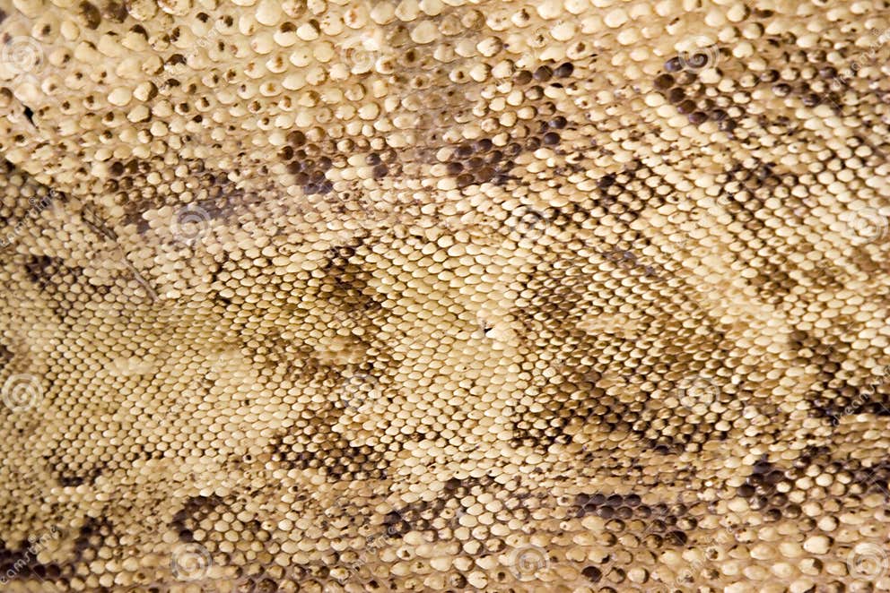 Slang-huid close-up stock afbeelding. Image of snakeskin - 314197