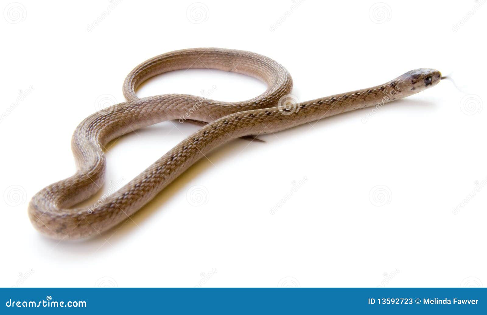 Slang Met Het Flicking Van De Tong Stock Afbeelding - Image of sluit ...