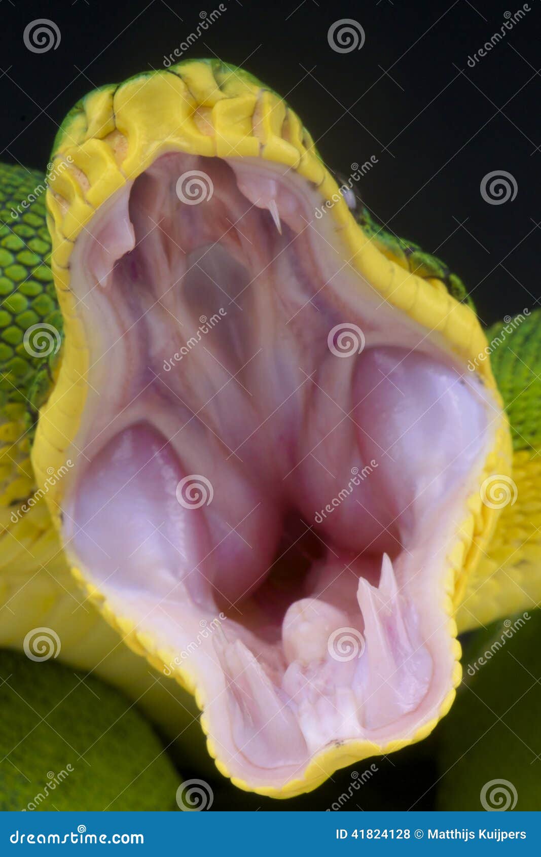 Slang onder aanval stock foto. Image of tand, reptielen - 41824128