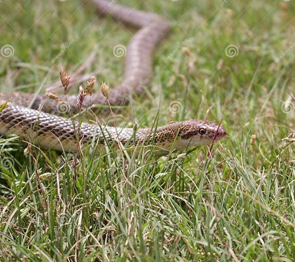 Slang op het gras stock afbeelding. Image of hoofd, dier - 78156795