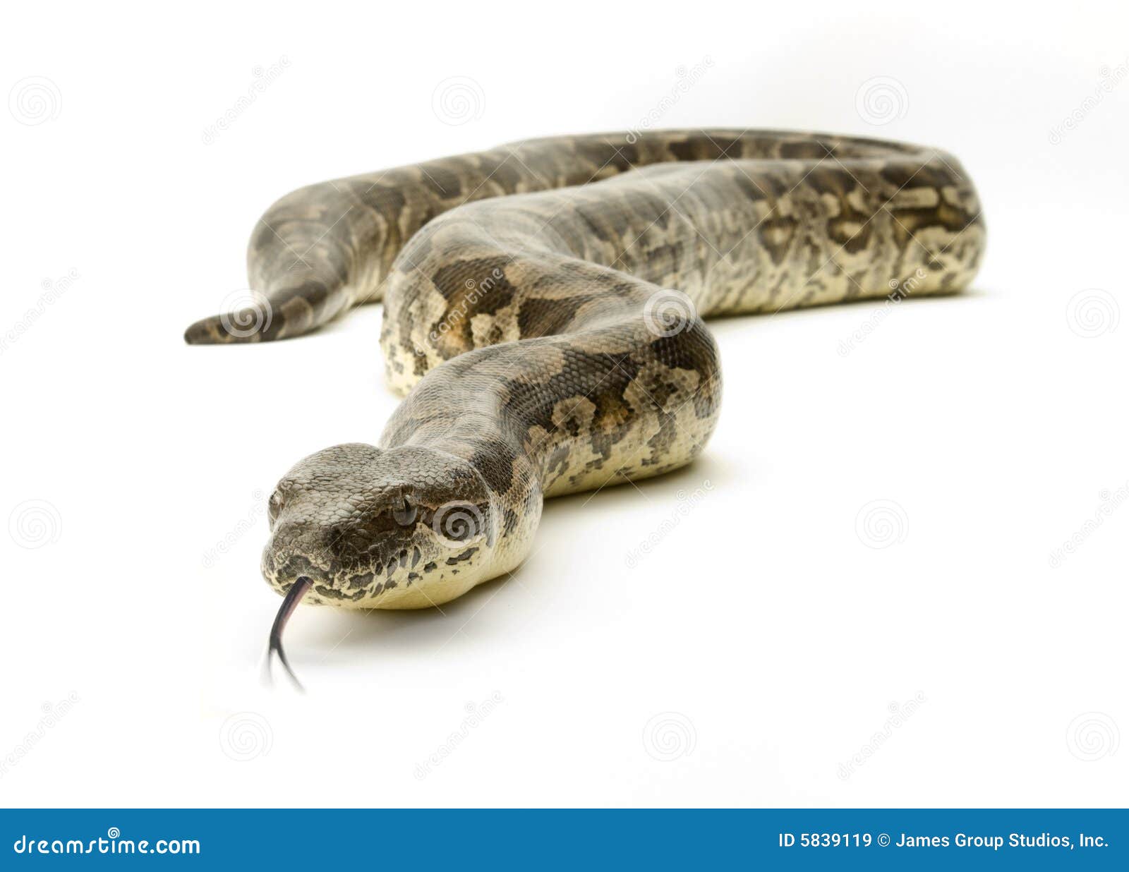 Slang op Wit stock afbeelding. Image of achtergrond, vertakt - 5839119