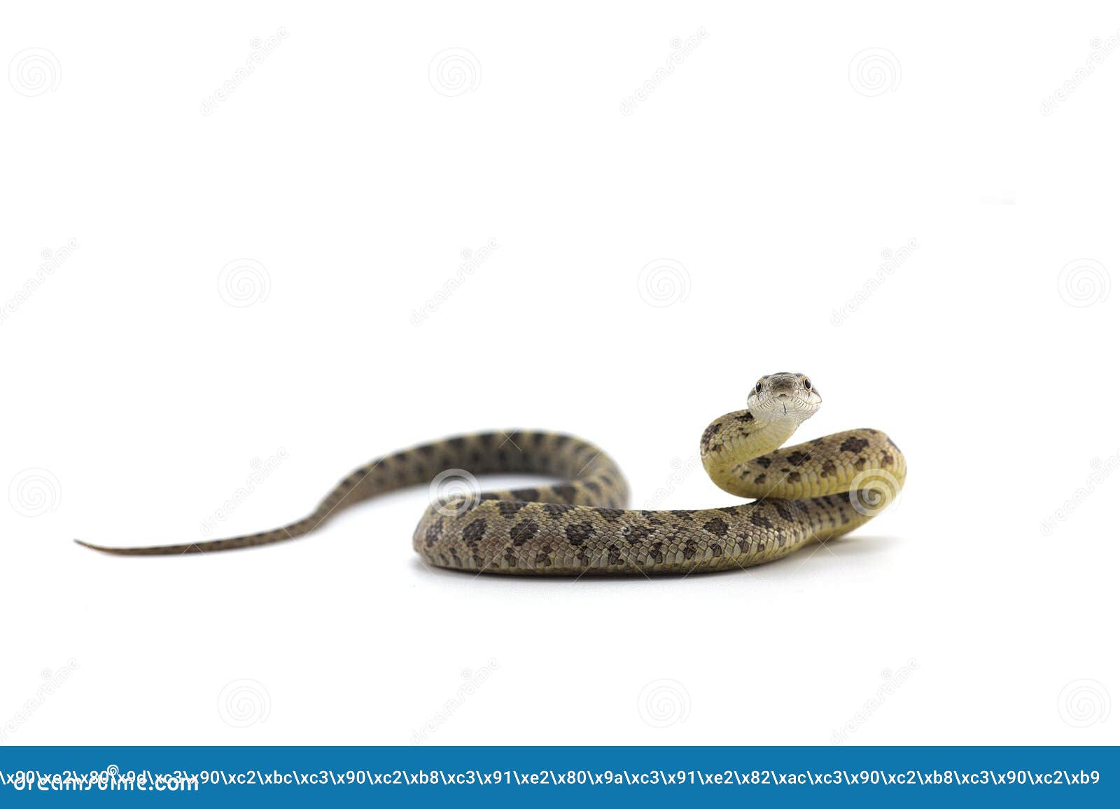 Slang Op Wit Wordt Geïsoleerd Dat Stock Foto - Image of huisdier ...