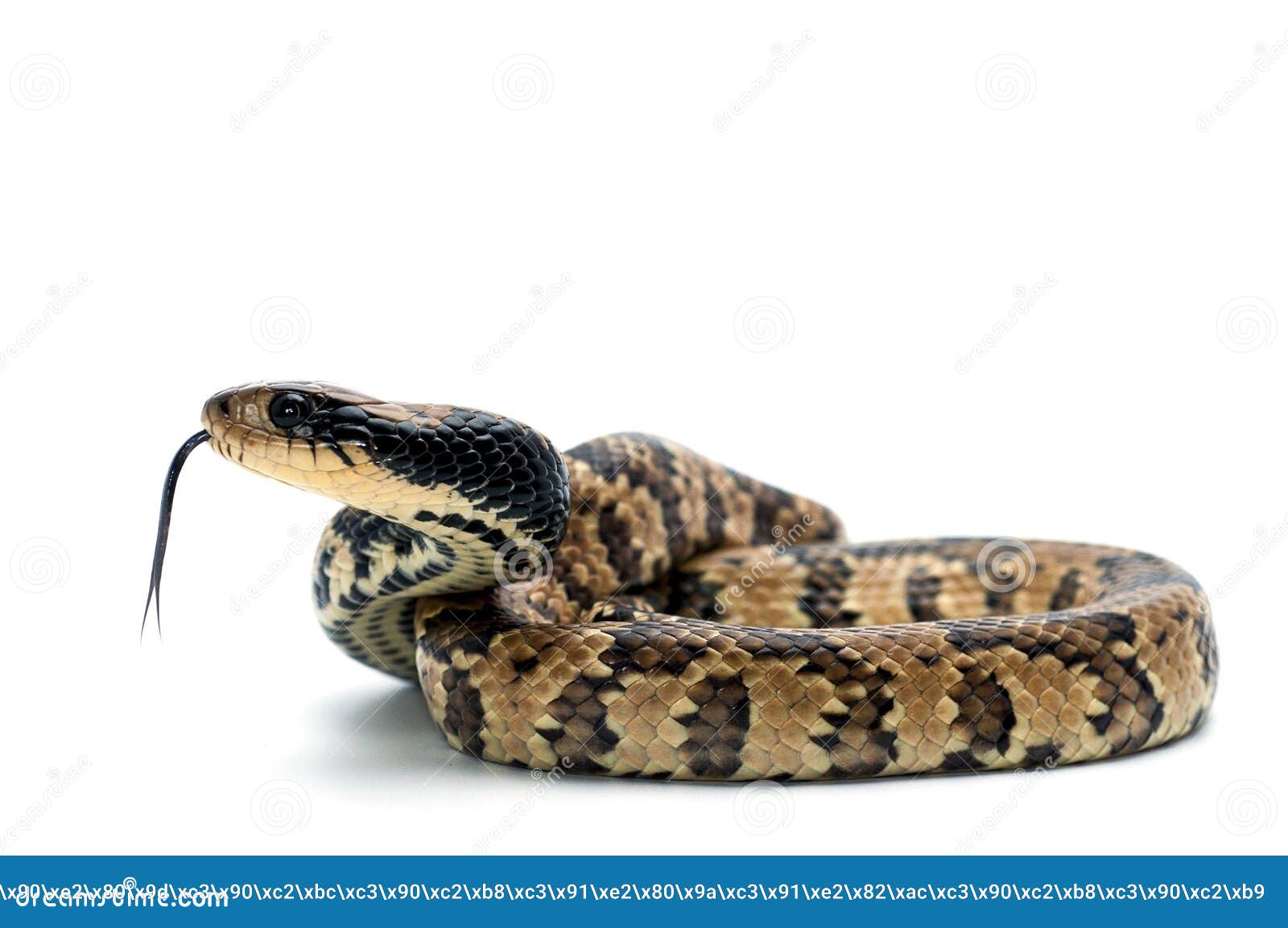 Slang Op Wit Wordt Geïsoleerd Dat Stock Afbeelding - Image of ...