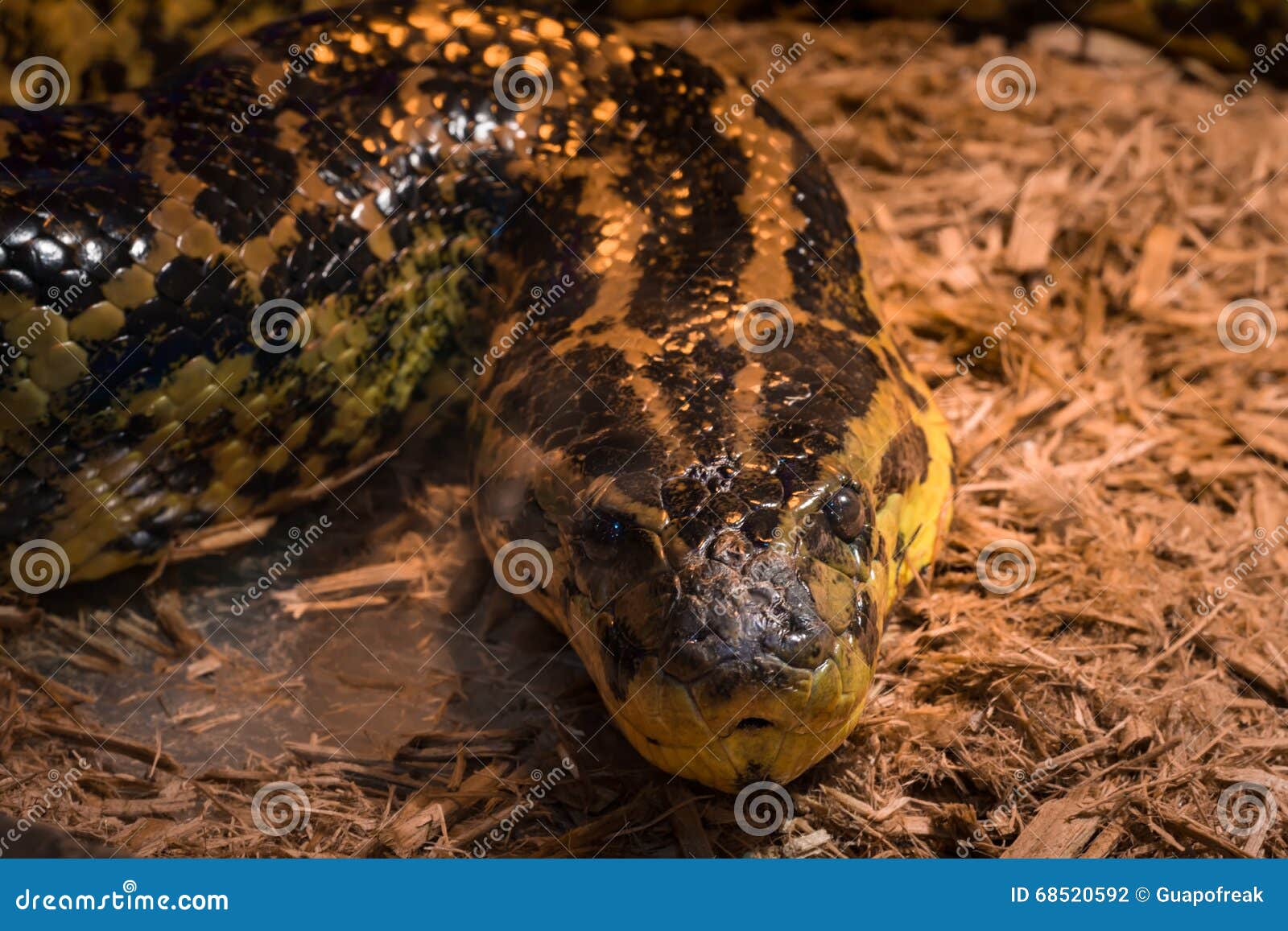 Slang in Terrarium - Gele Anaconda Stock Foto - Image of mond ...