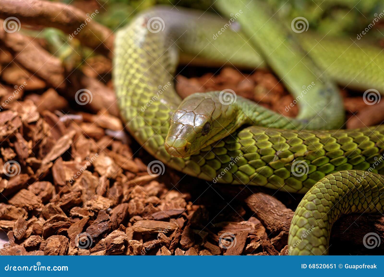 Slang in Terrarium - Groene Rattenslang Stock Afbeelding - Image of ...