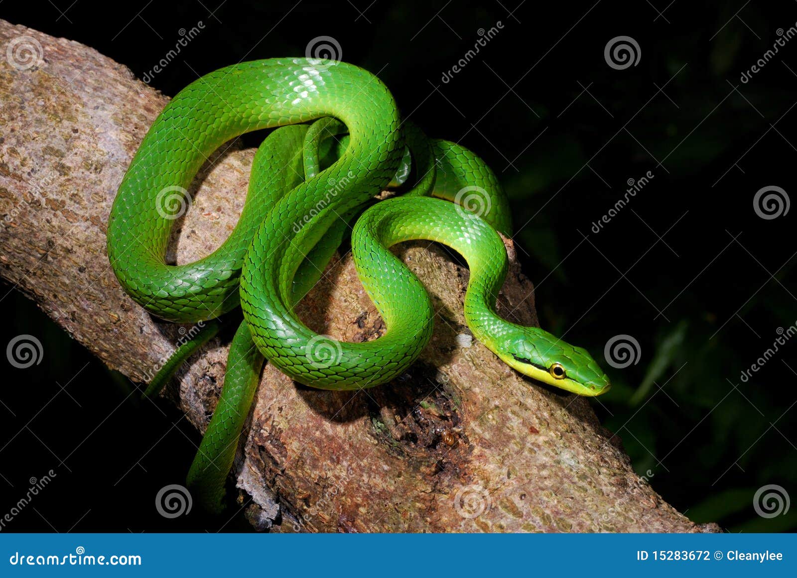 Slang Van De Rat Van De Grijs-buik De Groene Stock Foto - Image of ...