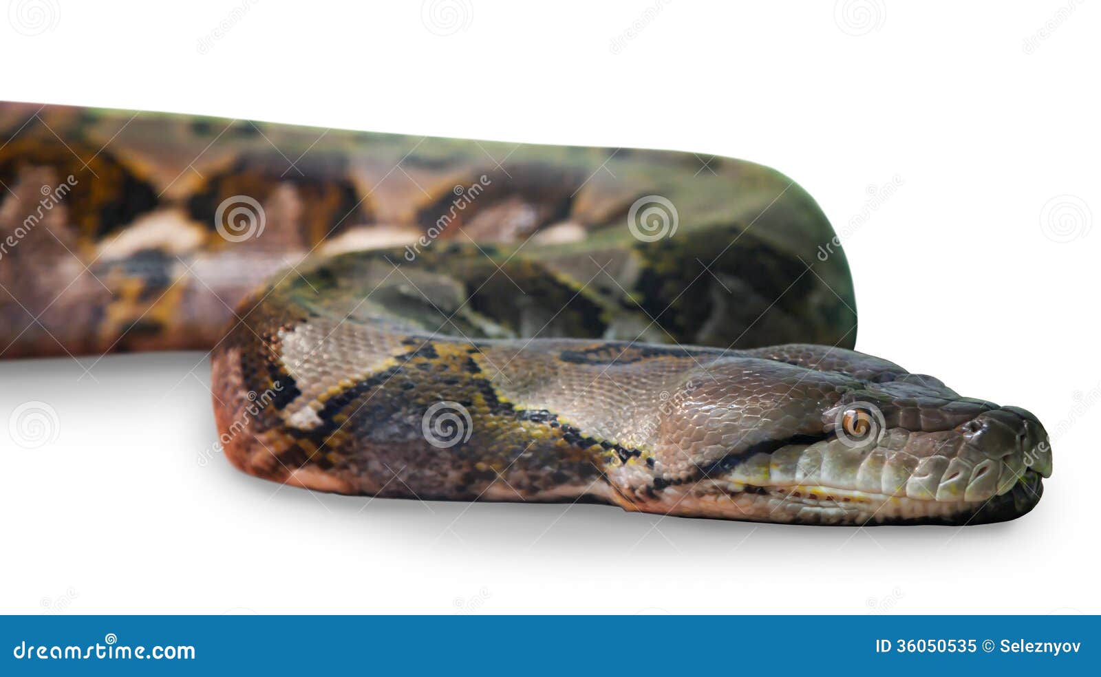 Slangen stock afbeelding. Image of fauna, hoofd, nave - 36050535